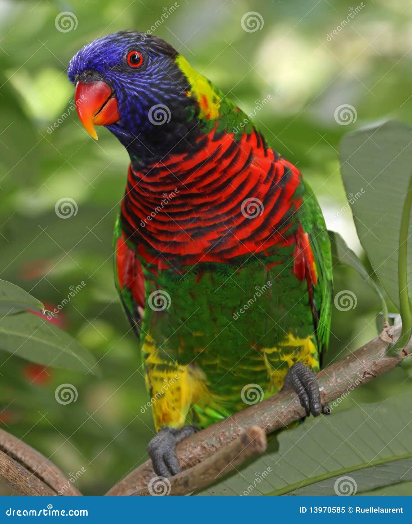 Rainbow lory stock image. Image of nature, bird, blue - 13970585