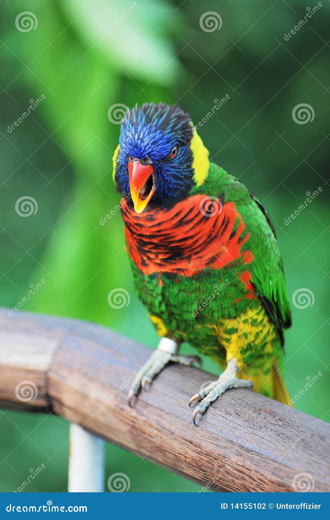 Rainbow Lory stock photo. Image of brush, australia, berries - 14155102