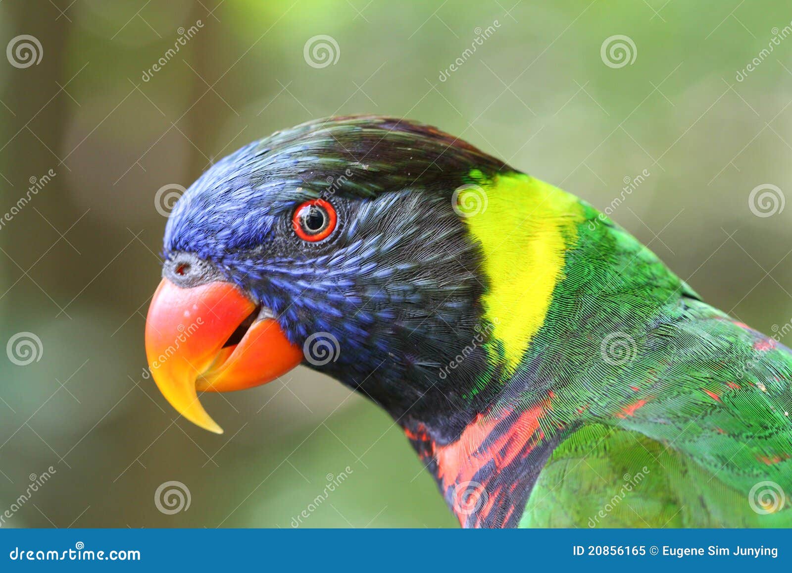 Rainbow Lory side profile stock image. Image of parrot - 20856165