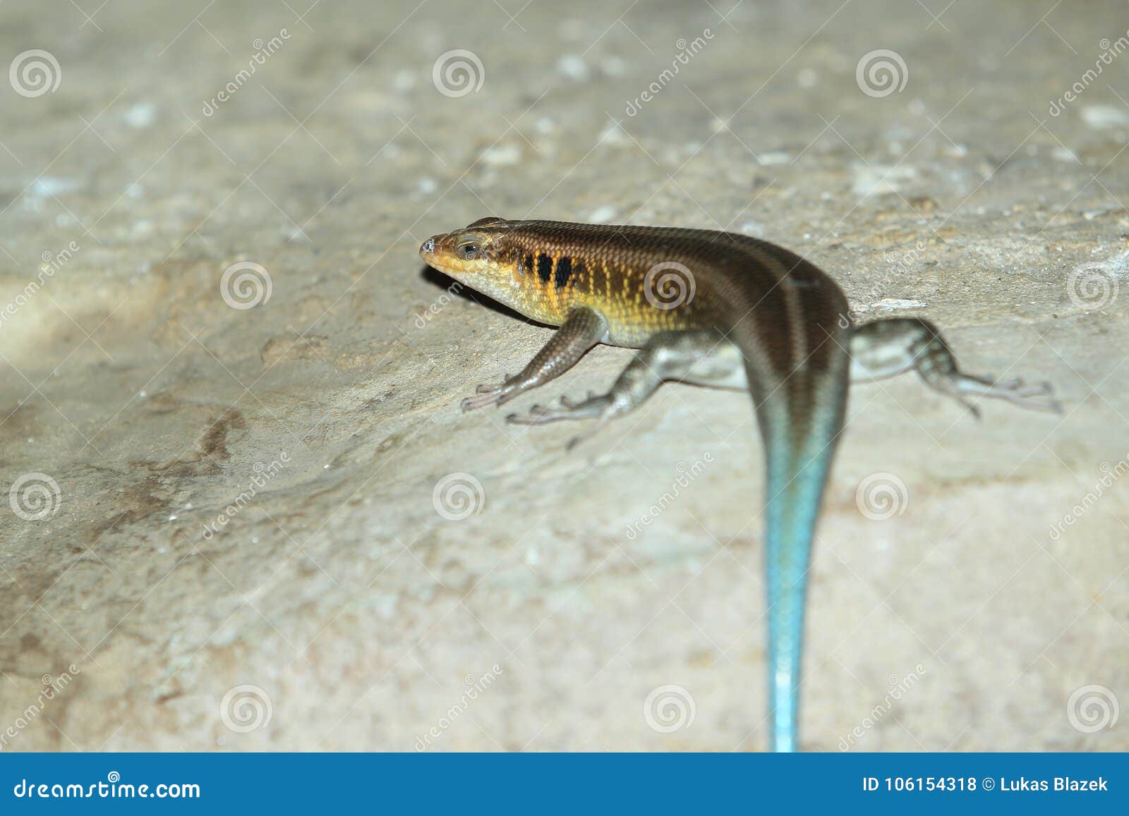 Rainbow mabuya stock photo. Image of mabuya, africa - 106154318