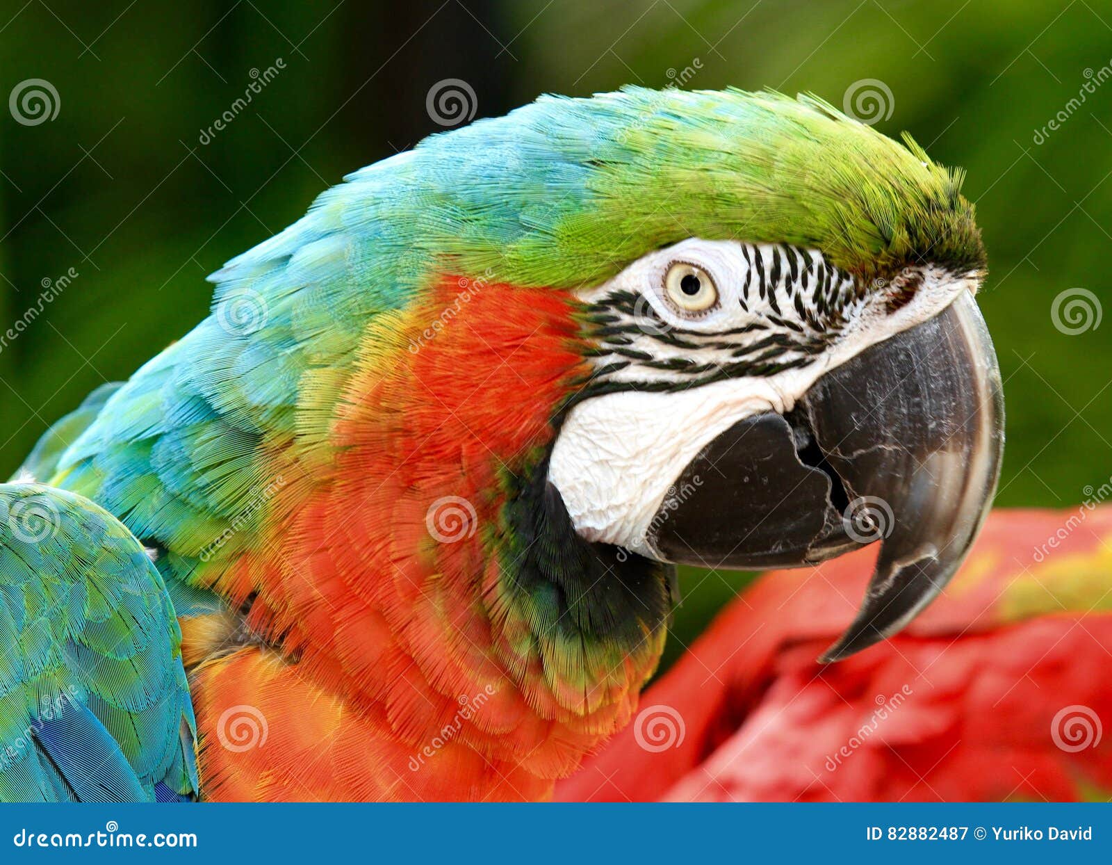 Rainbow Macaw, Exotic Bird stock image. Image of species - 82882487
