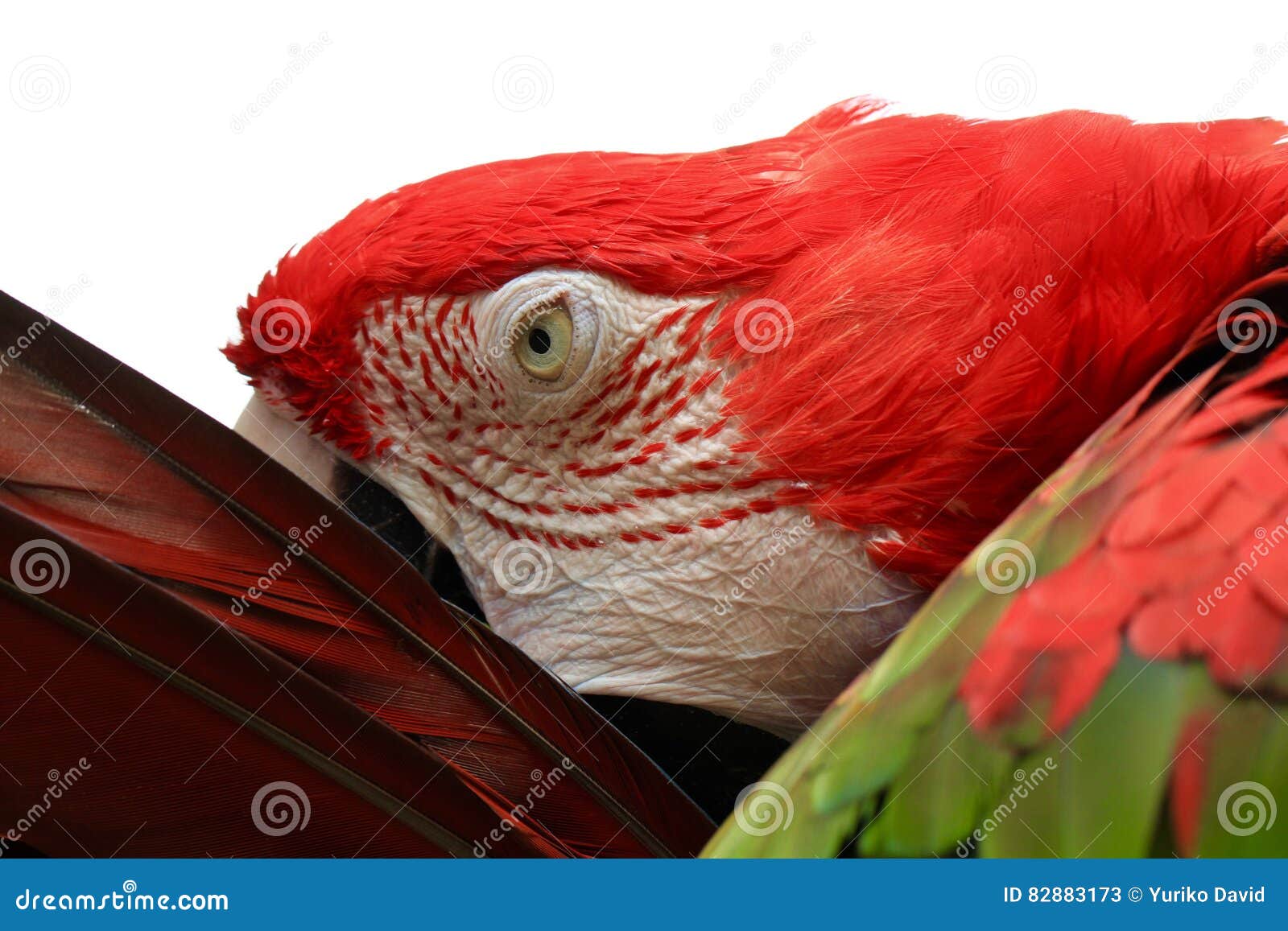 Rainbow Macaw, Parrot, Amazon Parrot Stock Image - Image of bird ...