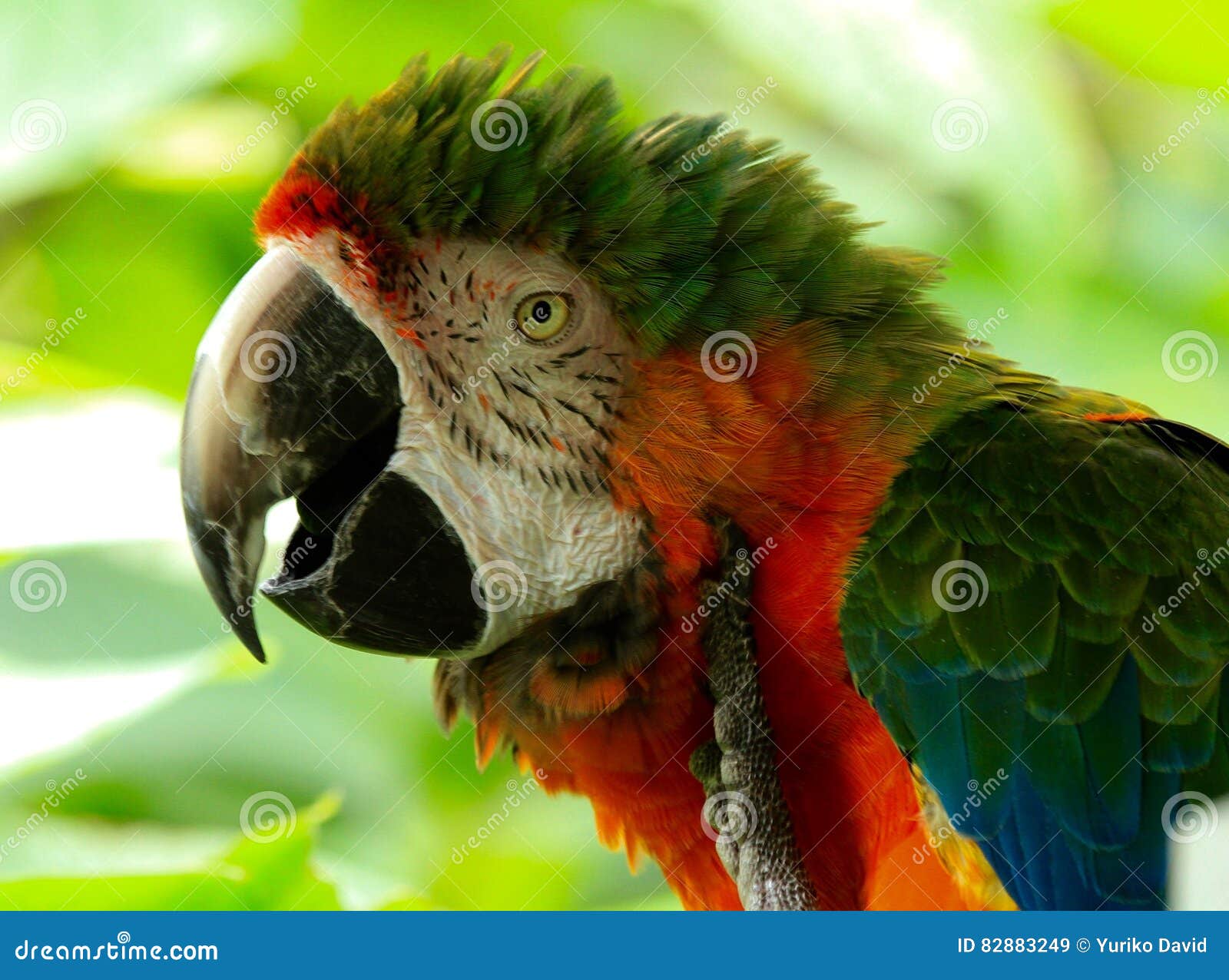 Rainbow Macaw, Parrot, Amazon Parrot Stock Image - Image of bird ...