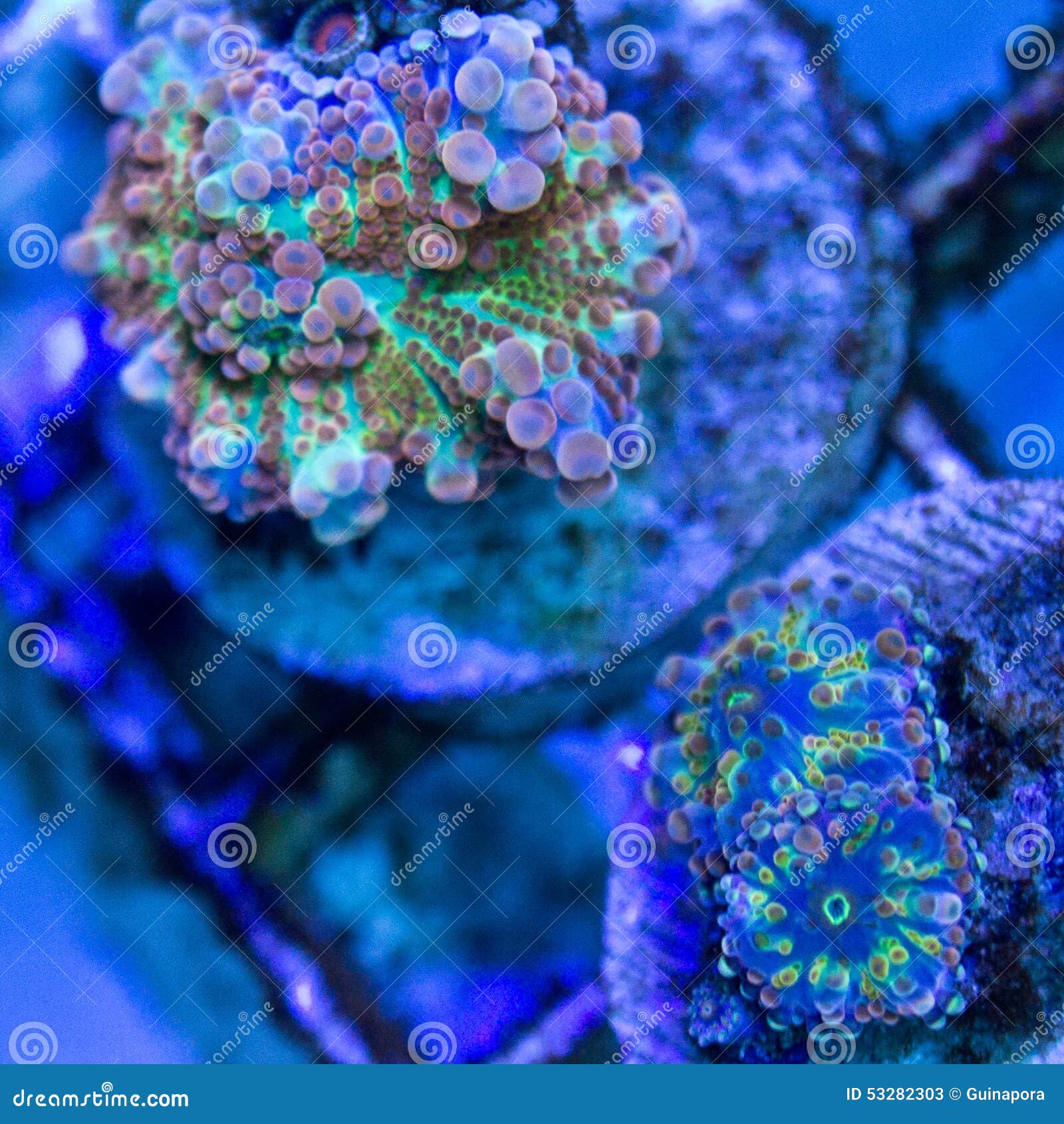 Rainbow mushroom coral stock image. Image of polyp, aquariums - 53282303