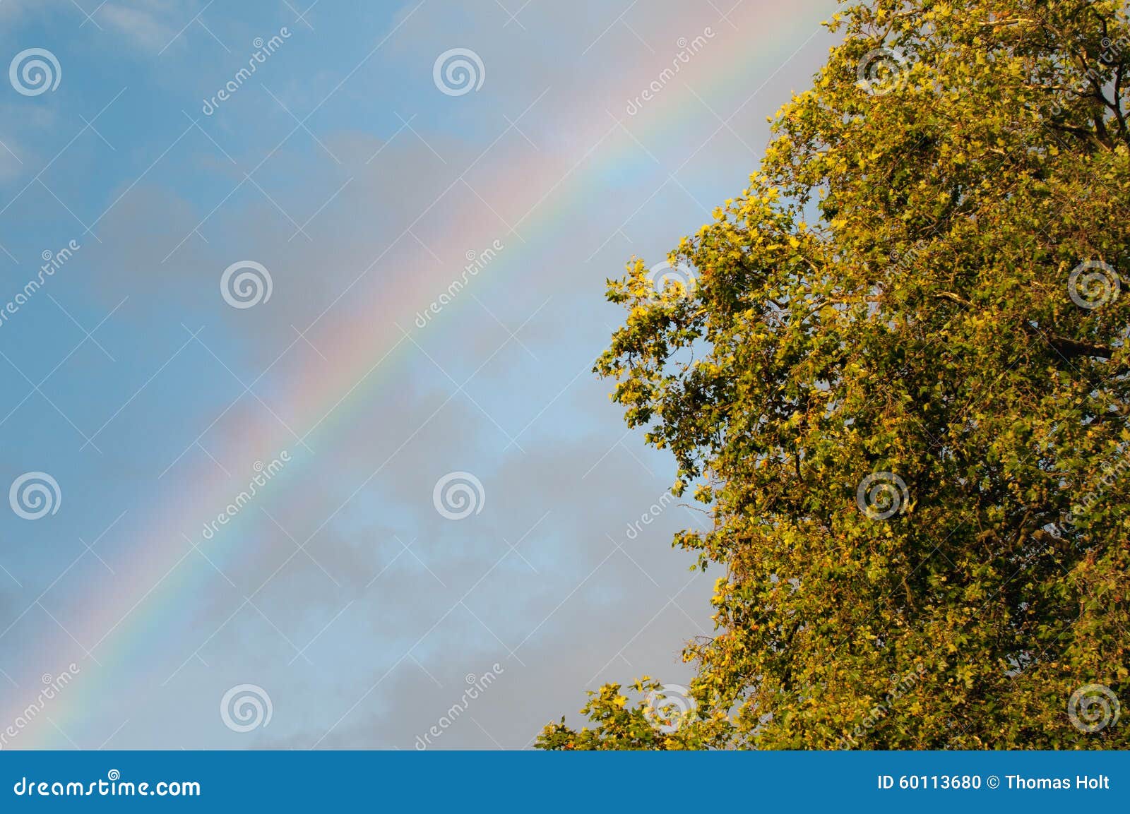 Rainbow and oak tree stock photo. Image of sunshine, gold - 60113680