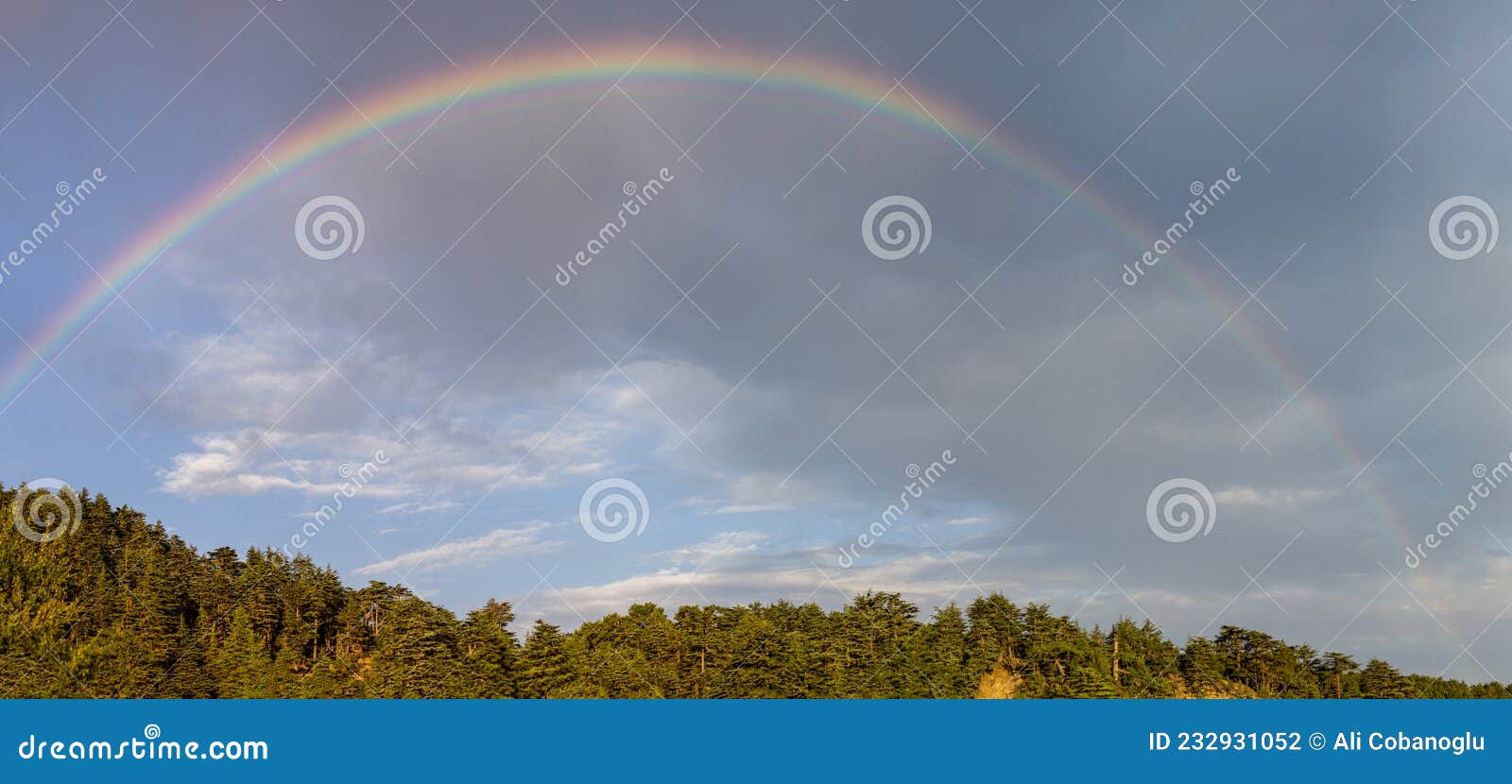 Rainbow Over Cedar Forest after Rain Stock Photo - Image of countryside ...