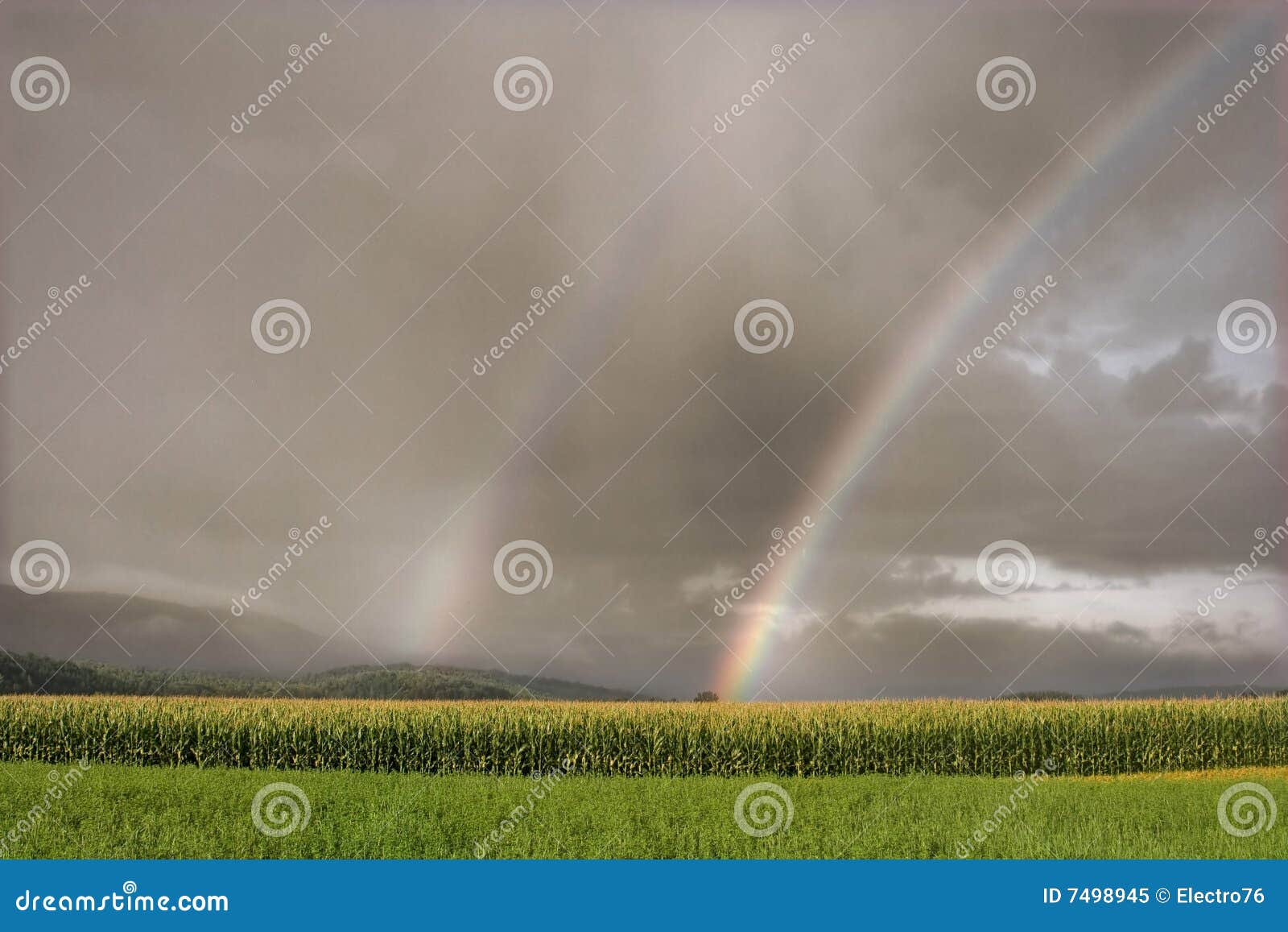 Rainbow over a corn field stock image. Image of agricultural - 7498945