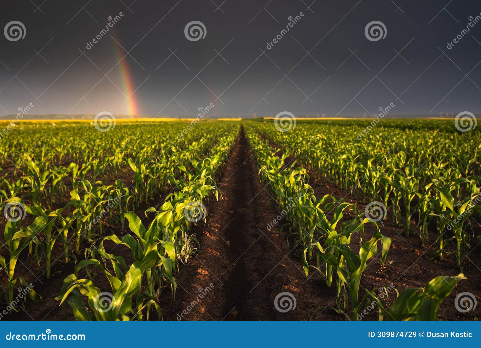 Rainbow Over Corn Field in Spring Stock Image - Image of rainbow ...