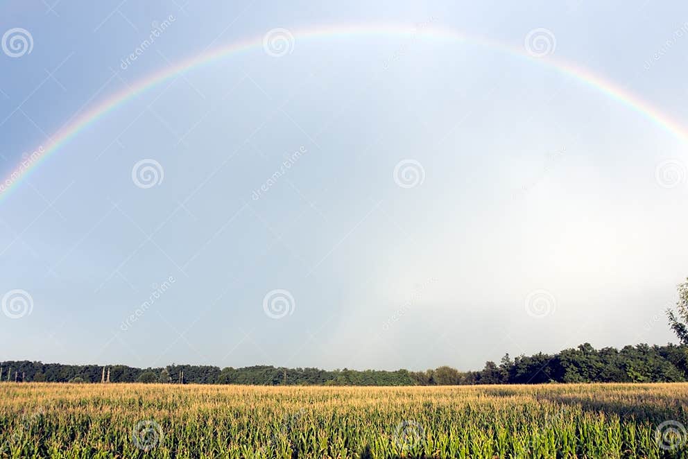 Rainbow Over Corn Field in Summer after Rain Stock Photo - Image of ...