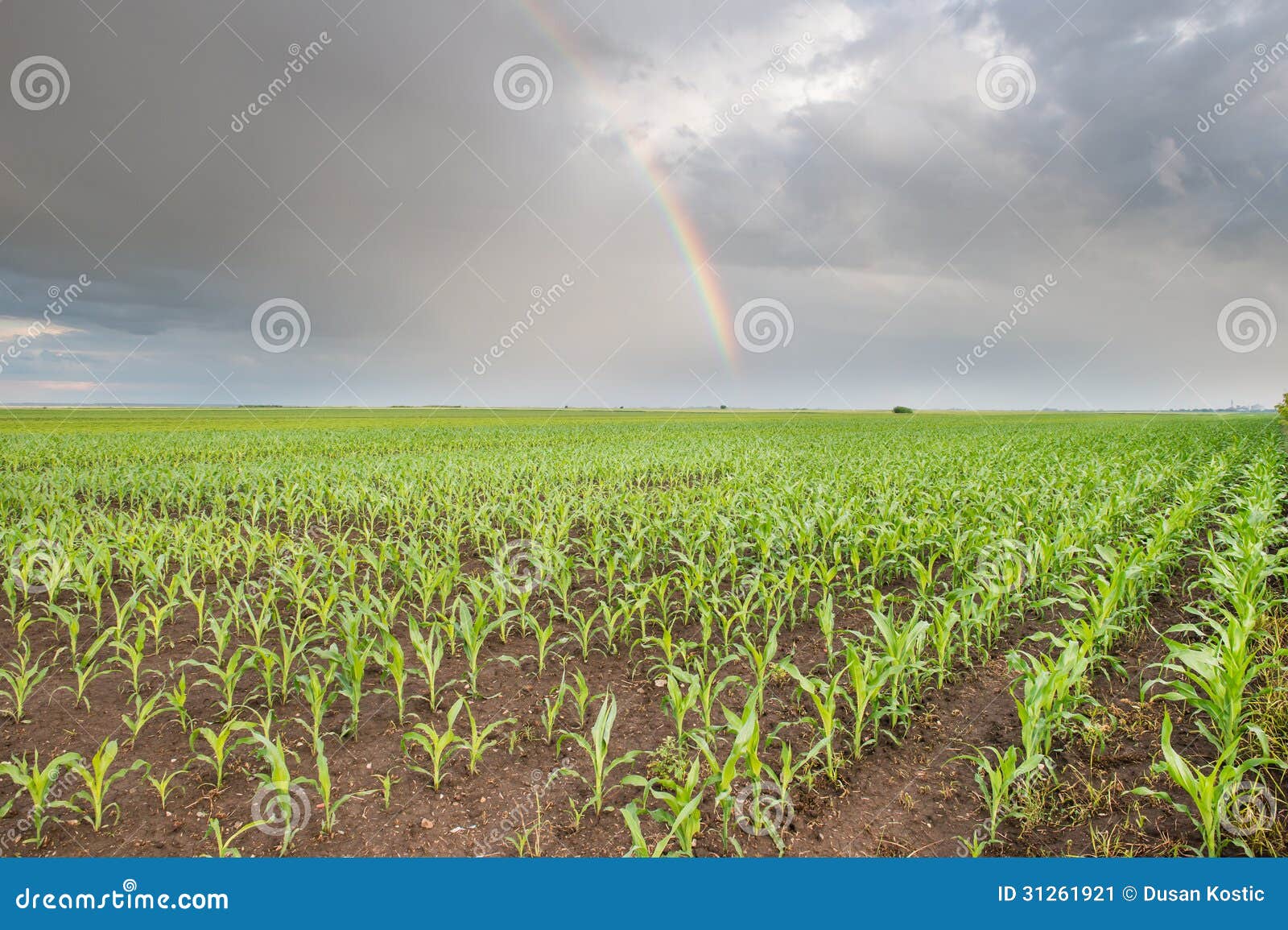 Rainbow over corn fields stock image. Image of environment - 31261921