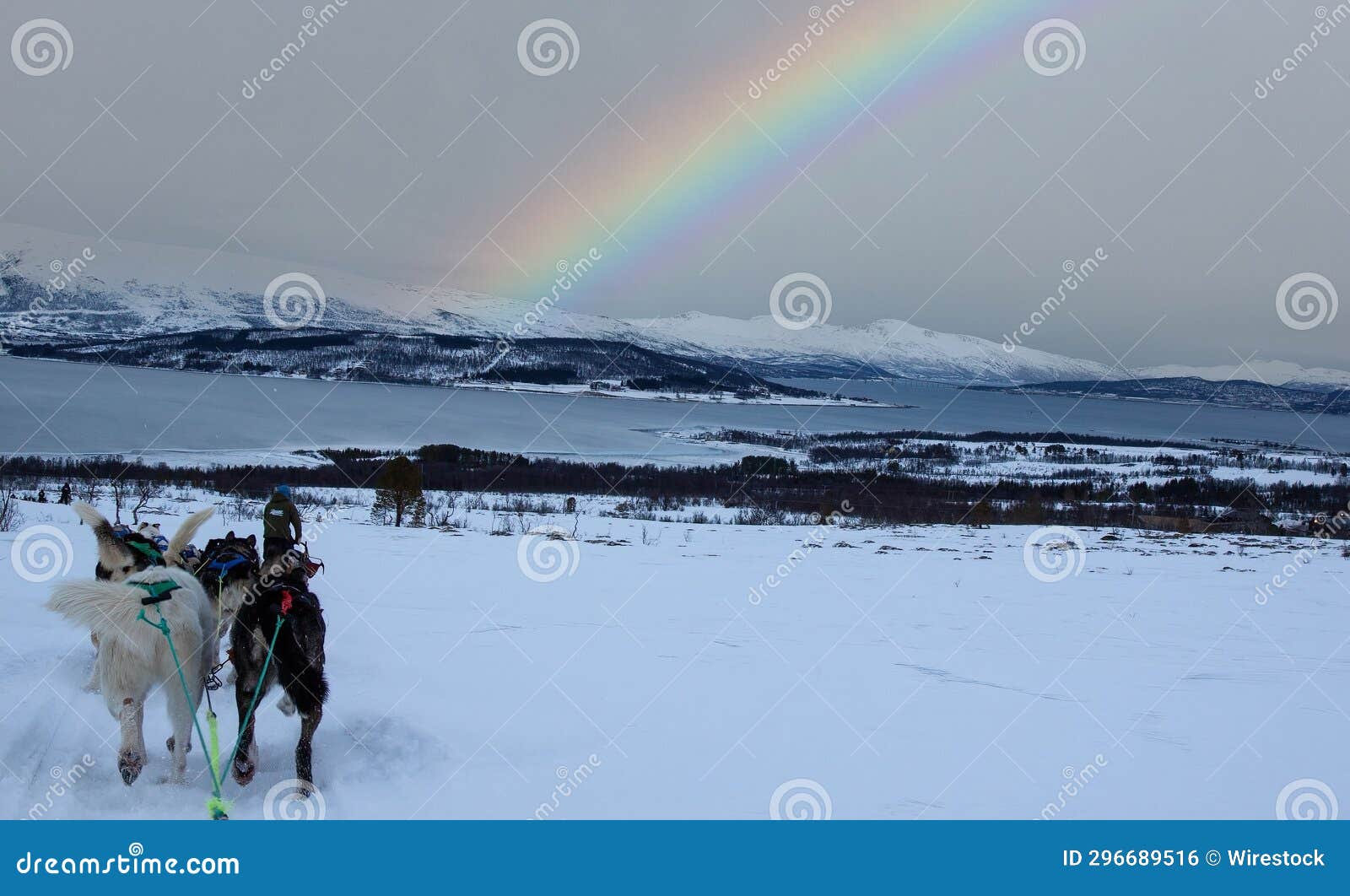 Rainbow Over Dogs Sledding in Tromso, Norway Stock Photo - Image of ...