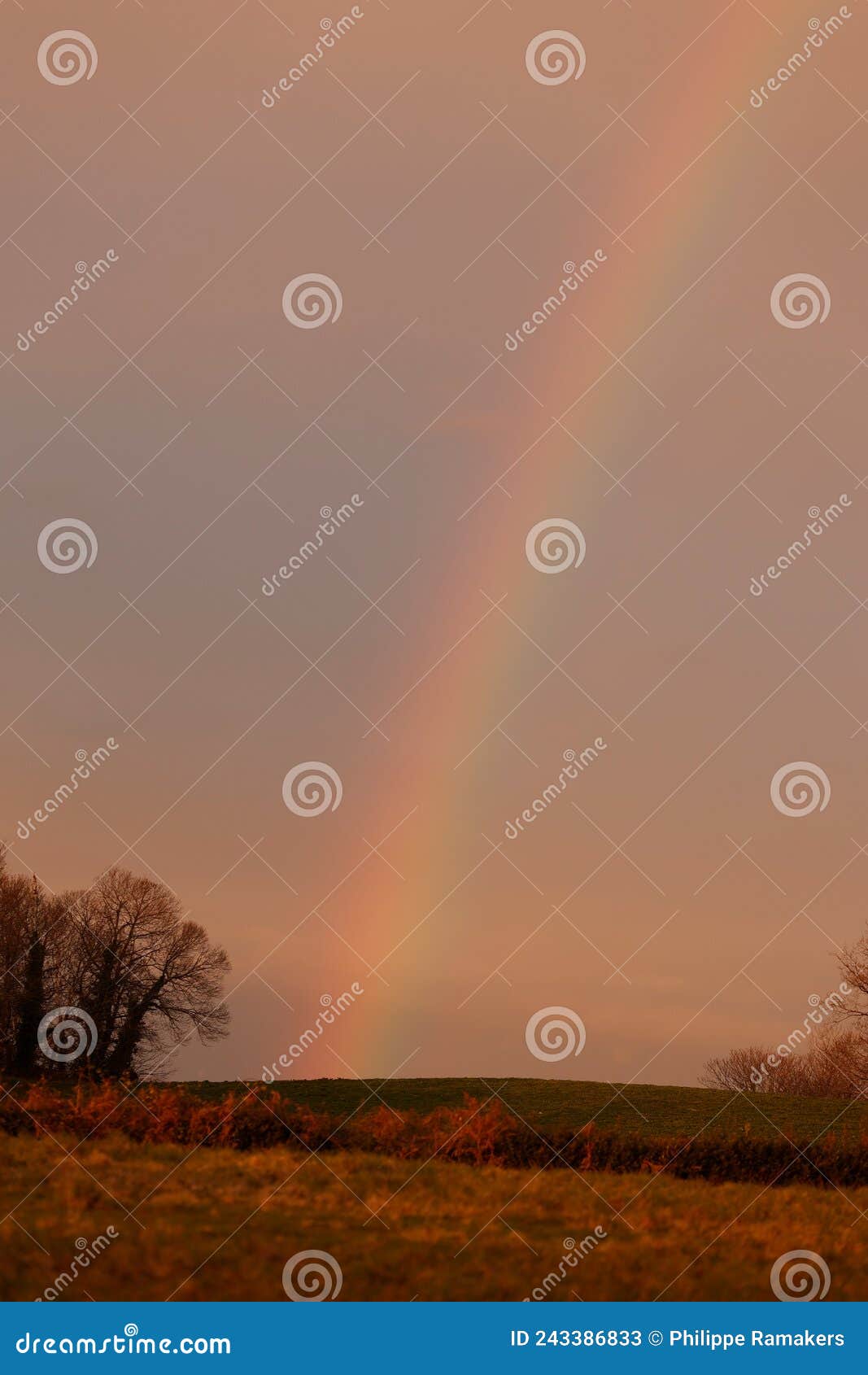 Rainbow Over a Field in Late Sunset Stock Image - Image of scenic, lake ...