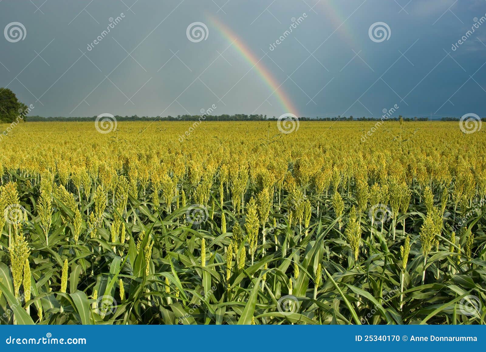 Rainbow Over Field of Milo (Sorghum) Stock Photo - Image of natural ...