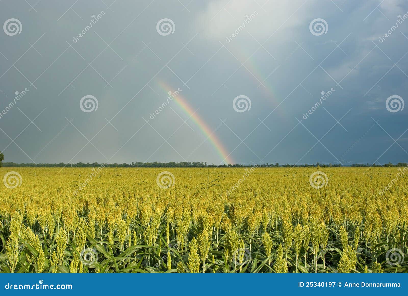 Rainbow Over Field of Milo (Sorghum) Stock Image - Image of golden ...
