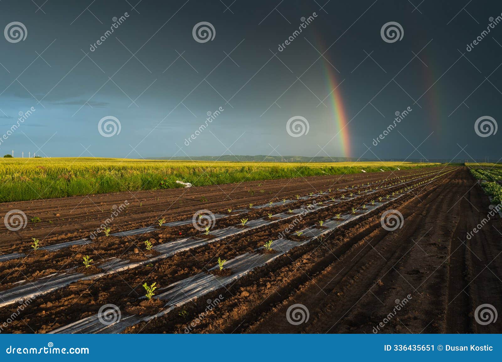 Rainbow Over Field, Nature Landscape Stock Image - Image of shines ...