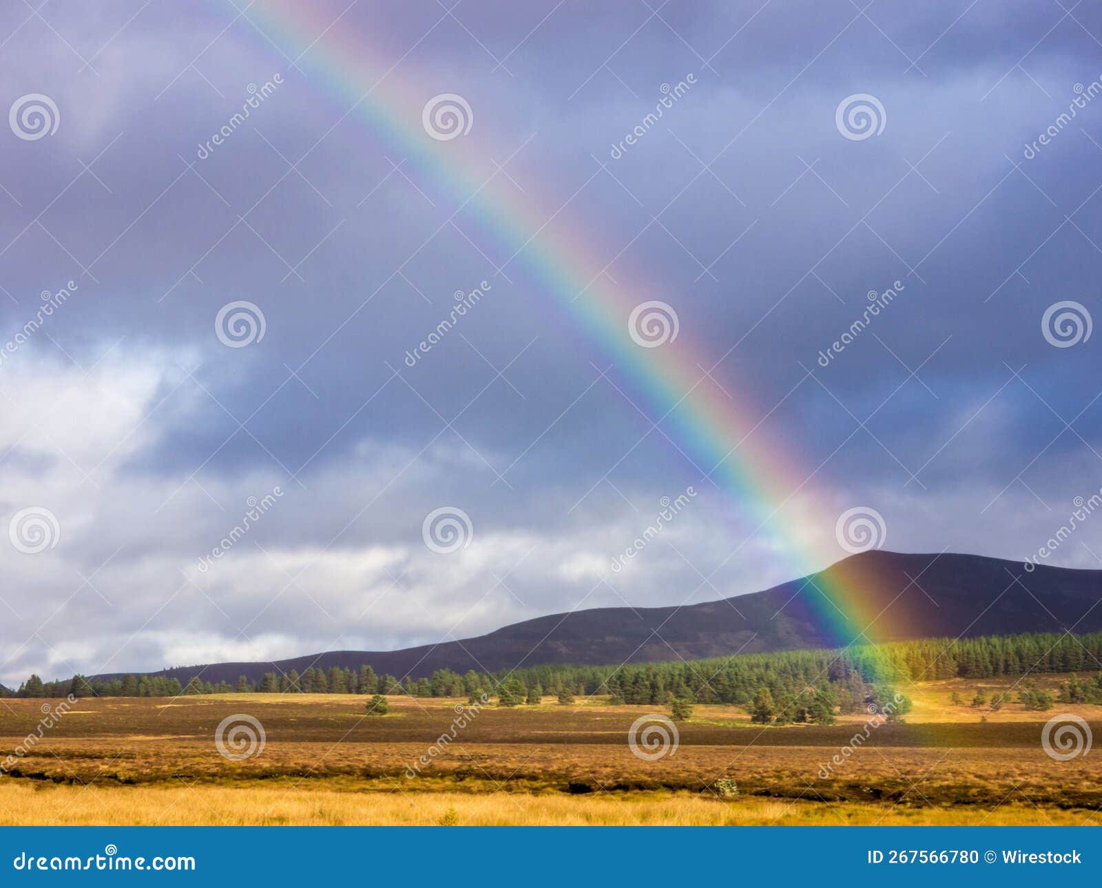 Rainbow Over the Field in Spring Stock Photo - Image of plants, grass ...