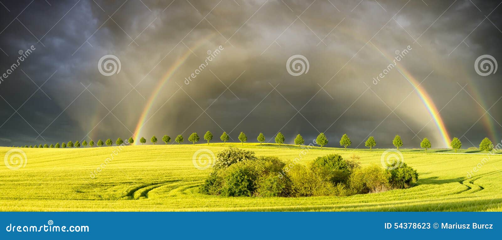 Rainbow Over a Field of Young Corn Stock Image - Image of corn, italian ...