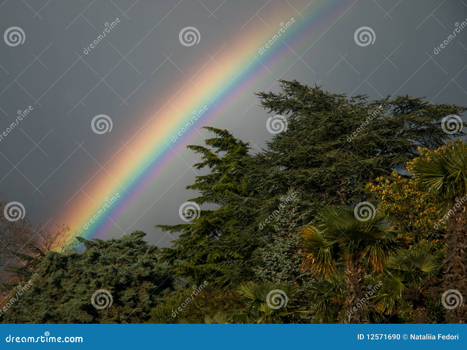 Rainbow over forest stock photo. Image of weather, tree - 12571690