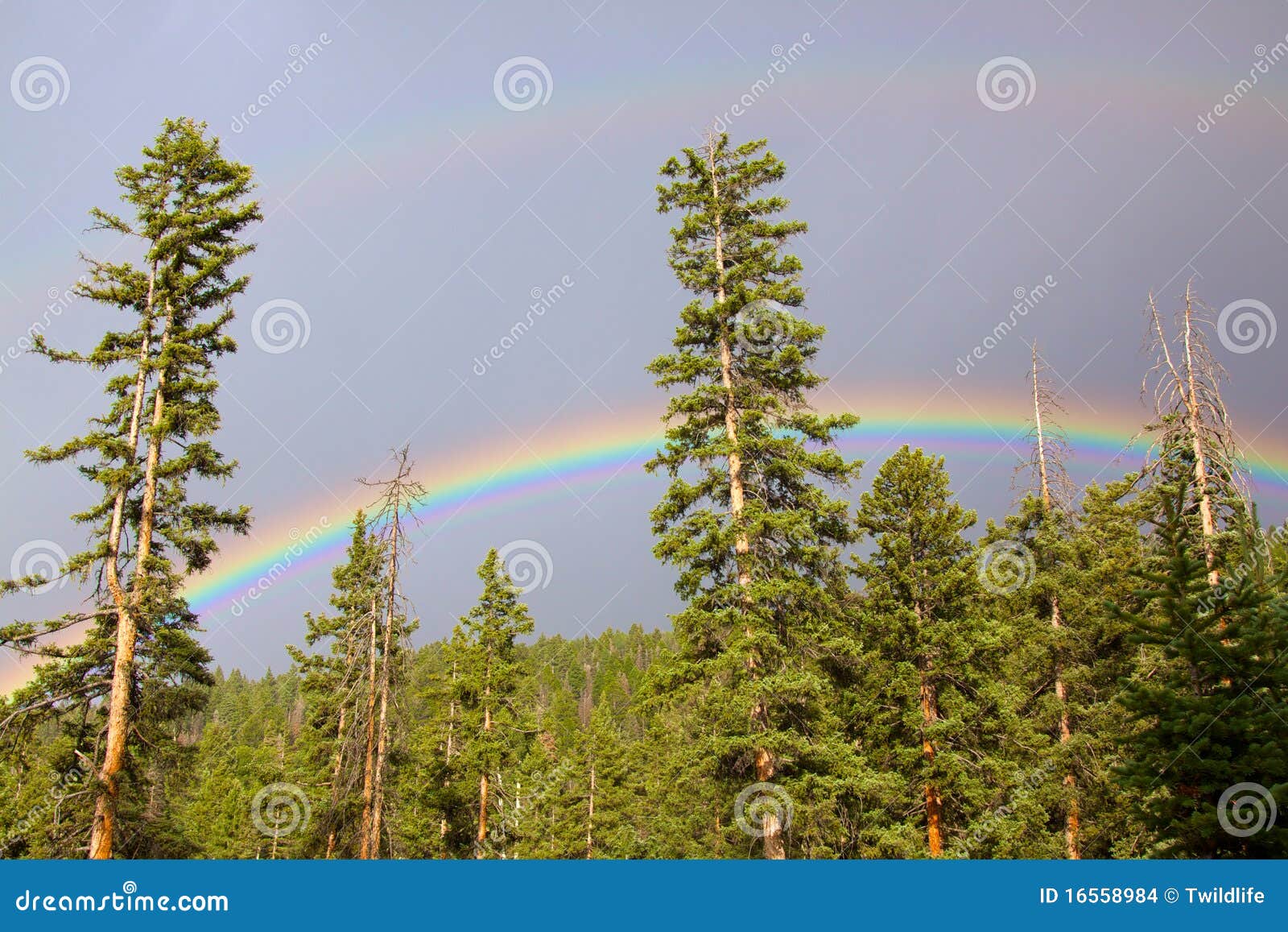 Rainbow over Forest stock photo. Image of rainbow, nature - 16558984