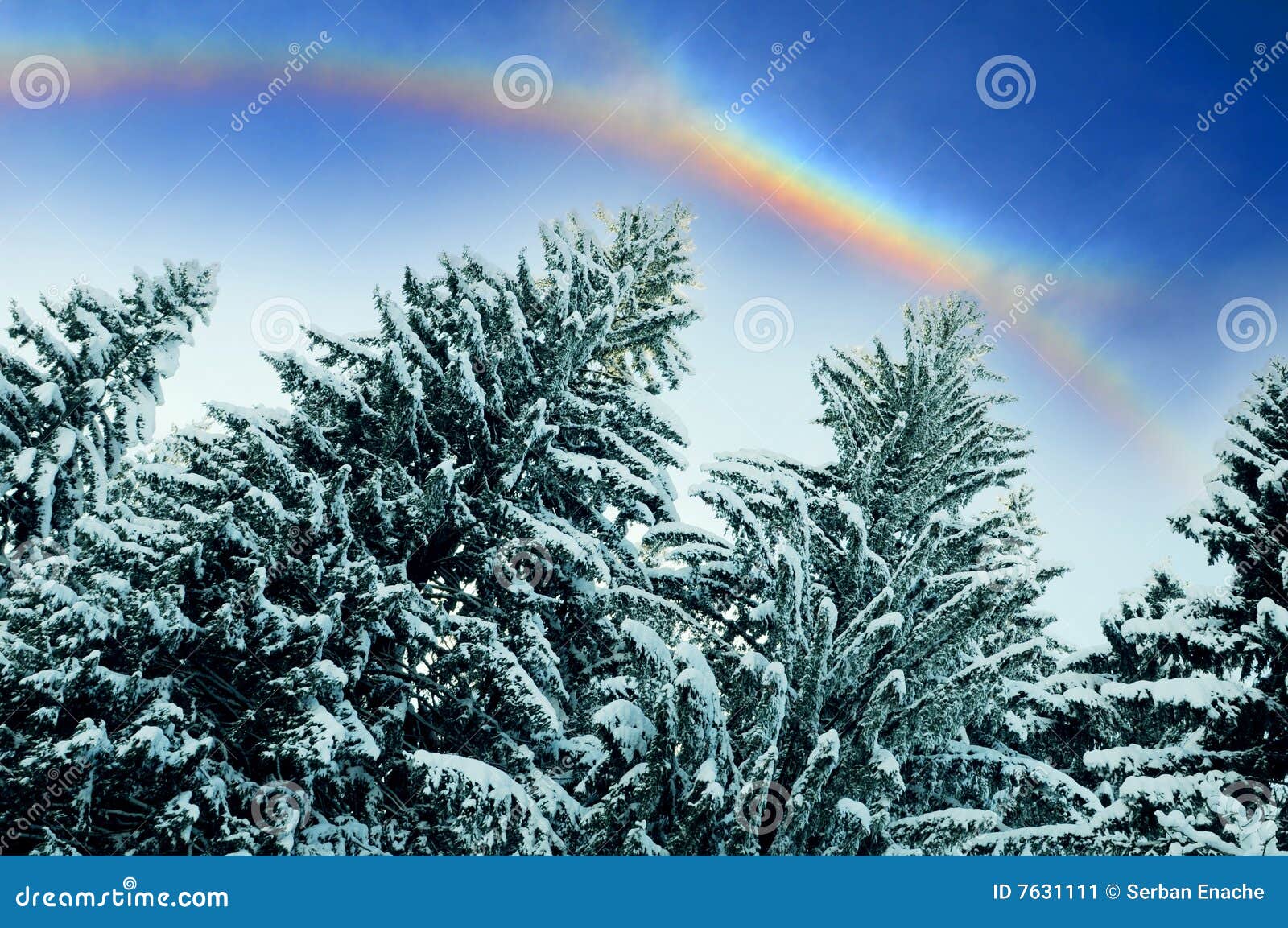 Rainbow over forest stock image. Image of covered, scenic - 7631111