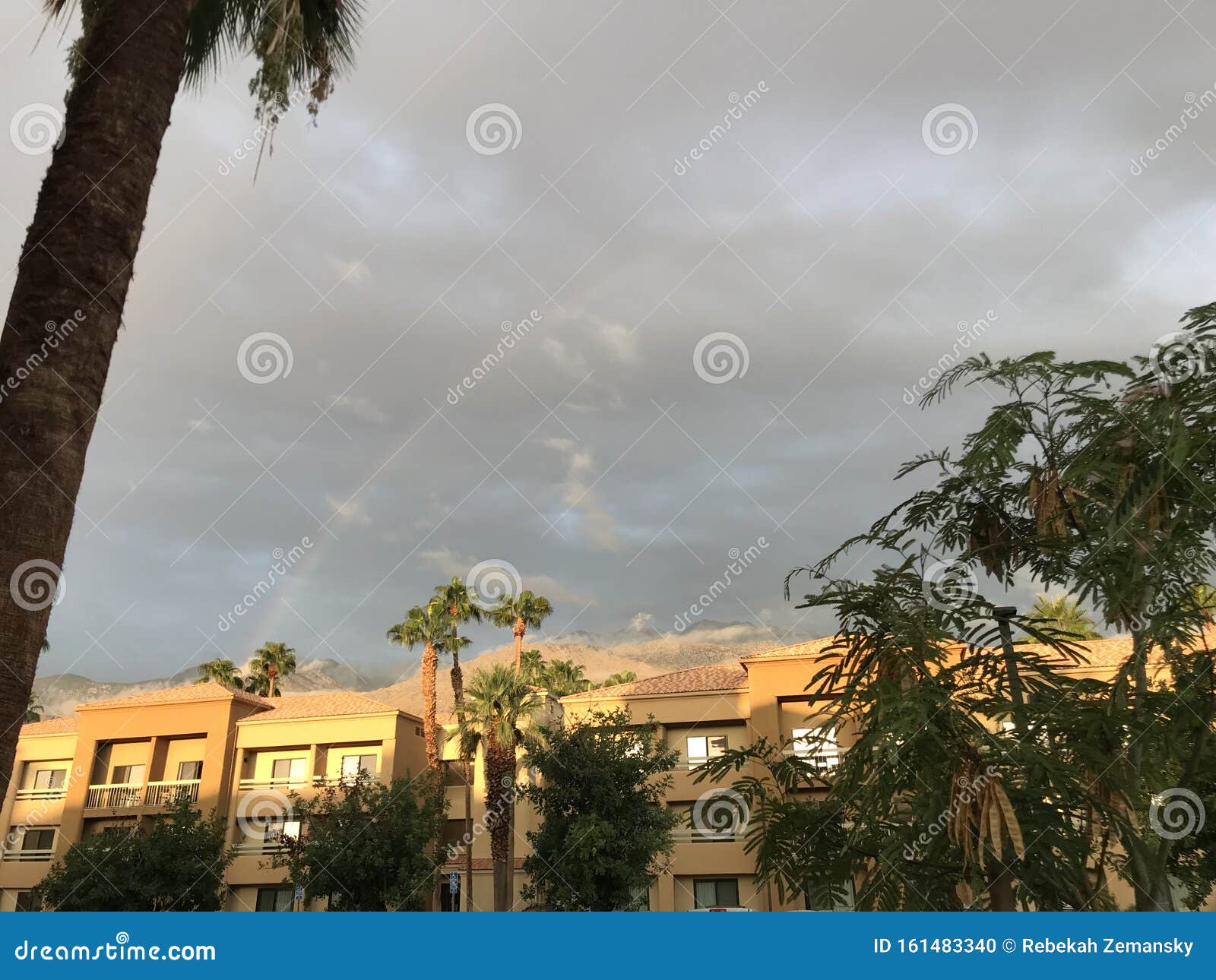 Palm tree city 8911 stock photo. Image of environment - 161483340