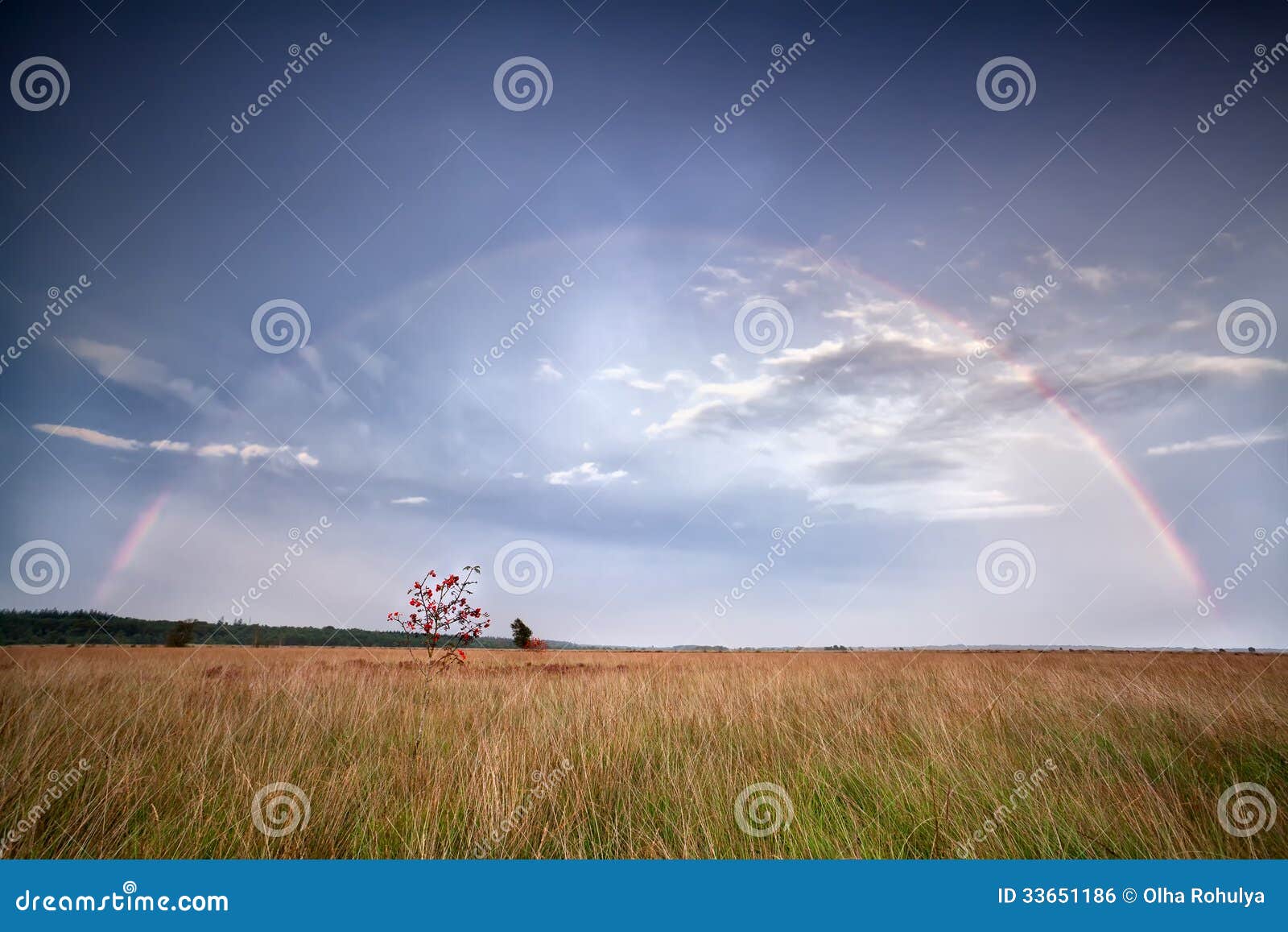 Rainbow Over Rowan Tree after Rain Stock Photo - Image of orange ...