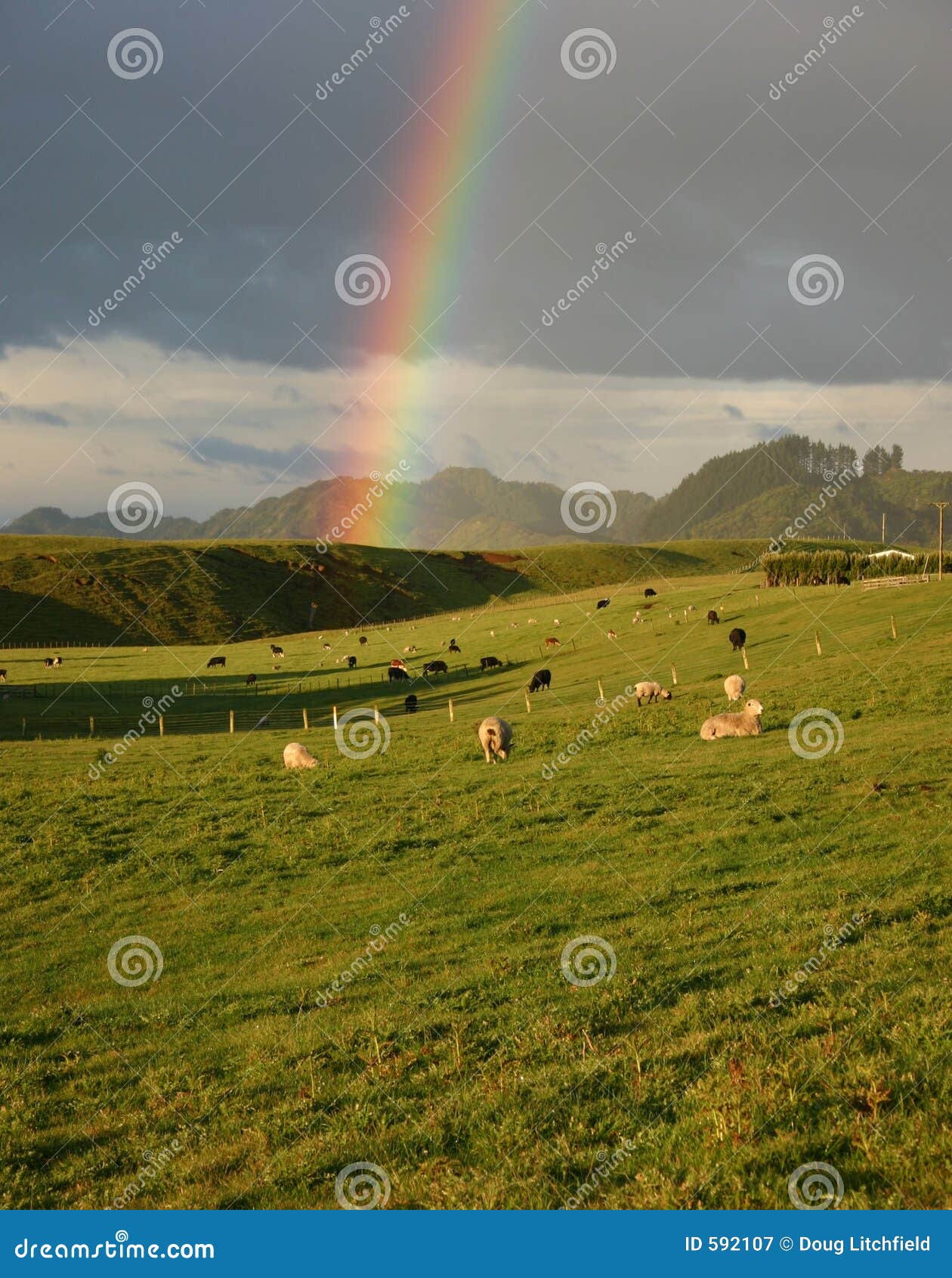 Rainbow Over Sheep Farm Photos - Free & Royalty-Free Stock Photos from ...