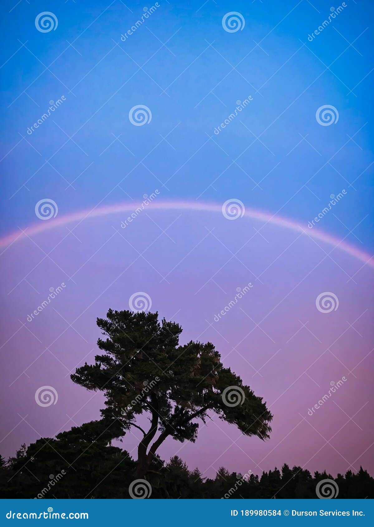 Double Rainbow Over a Single Tree. Vertical Image. Stock Photo - Image ...