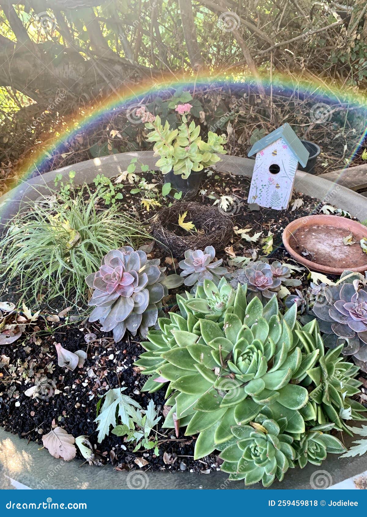 Rainbow Over Succulent Garden Stock Photo - Image of flora, outside ...