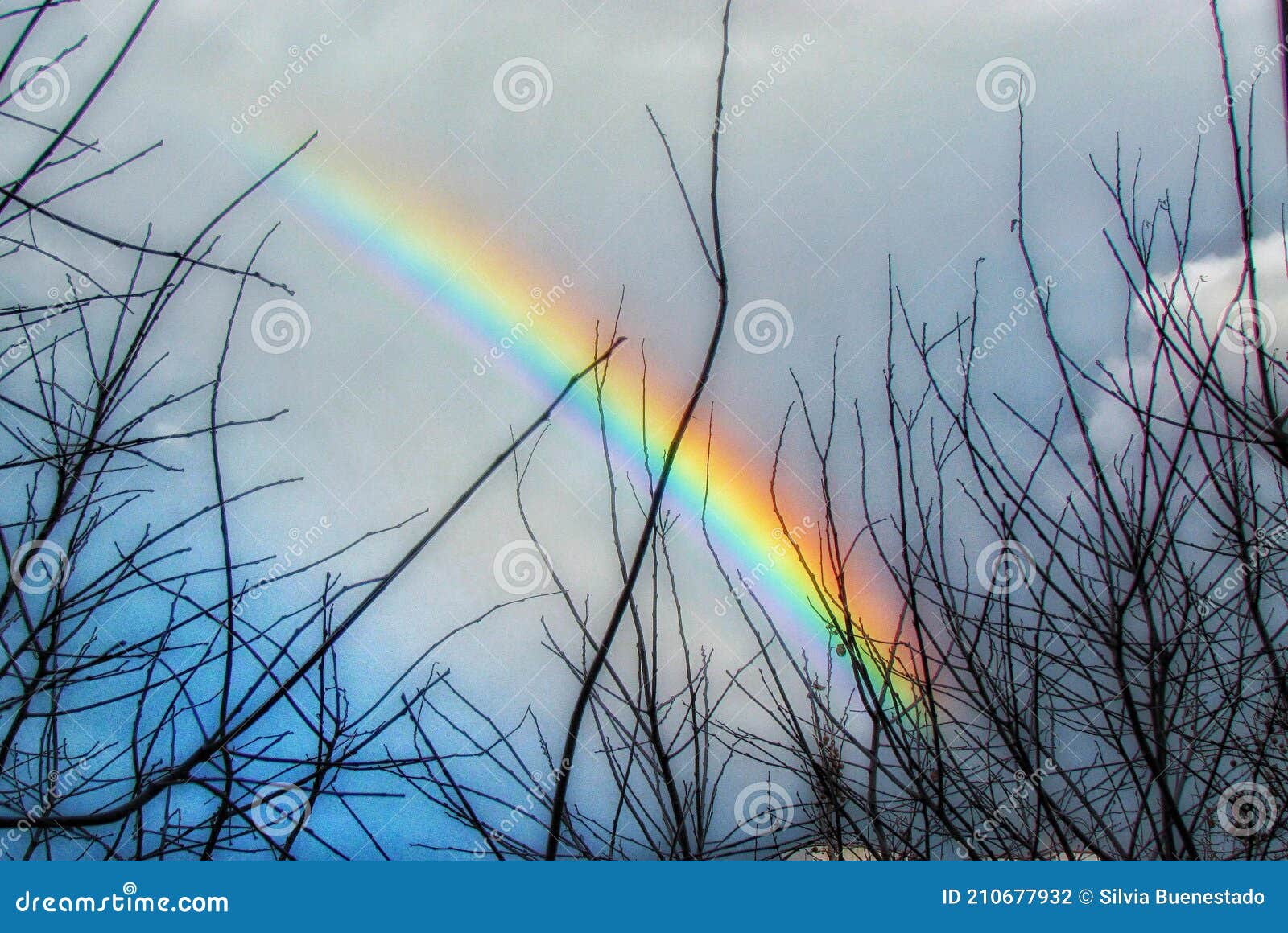 Rainbow over tree branches stock photo. Image of branches - 210677932