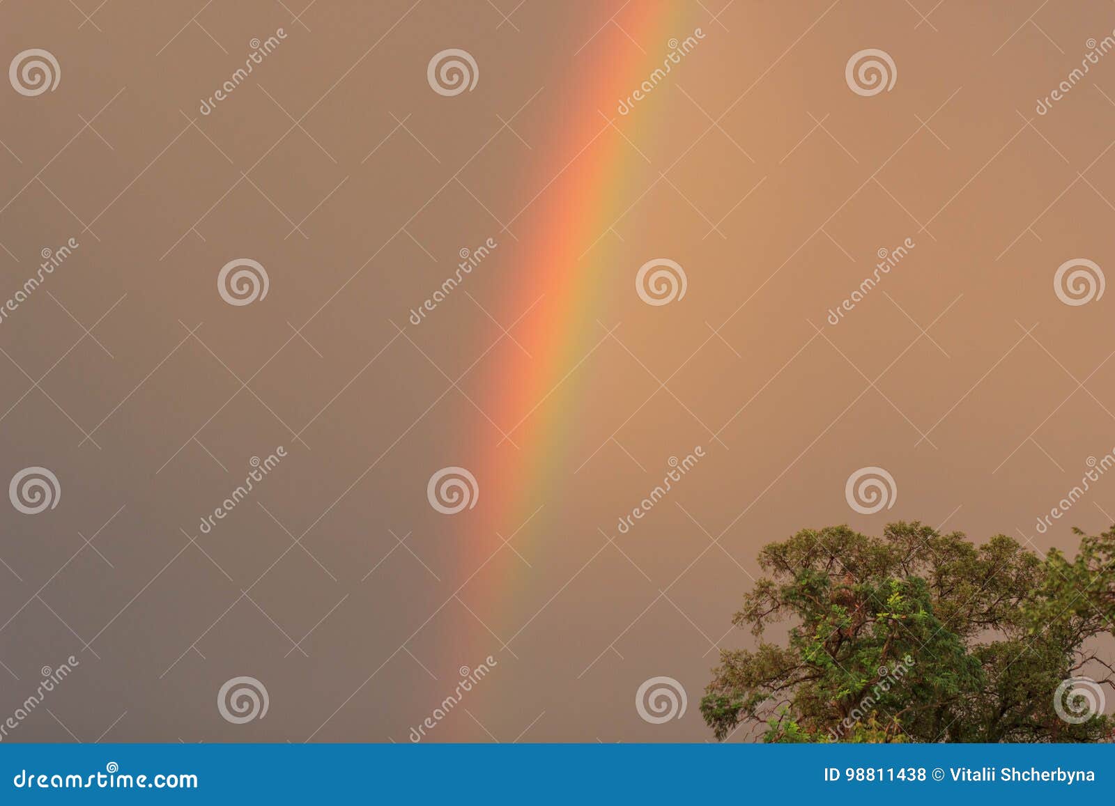 Rainbow over tree stock photo. Image of beautiful, nature - 98811438