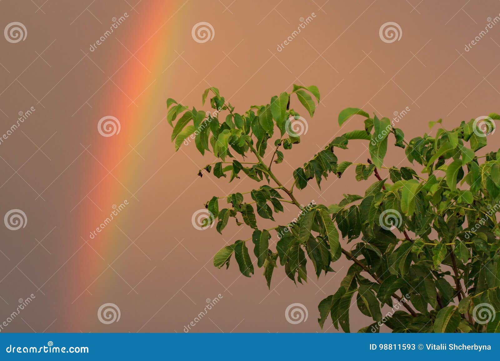Rainbow over tree stock image. Image of landscape, storm - 98811593