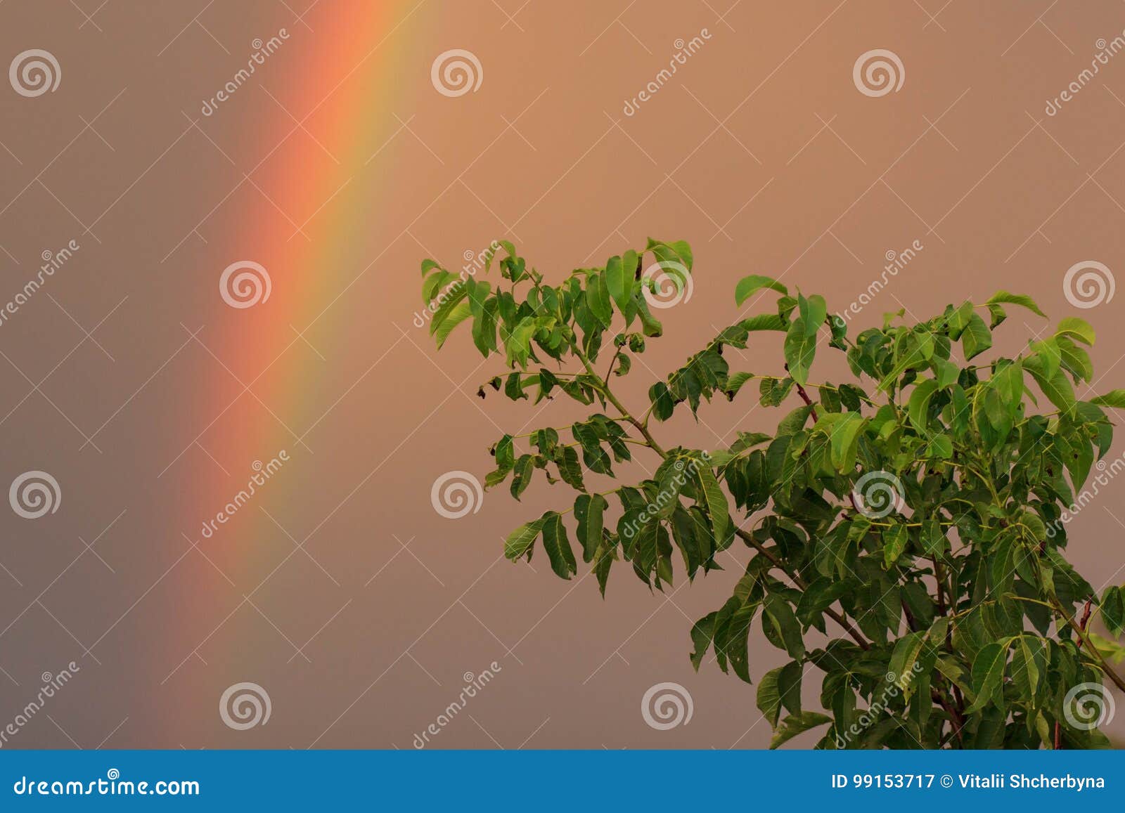 Rainbow over tree stock image. Image of field, storm - 99153717