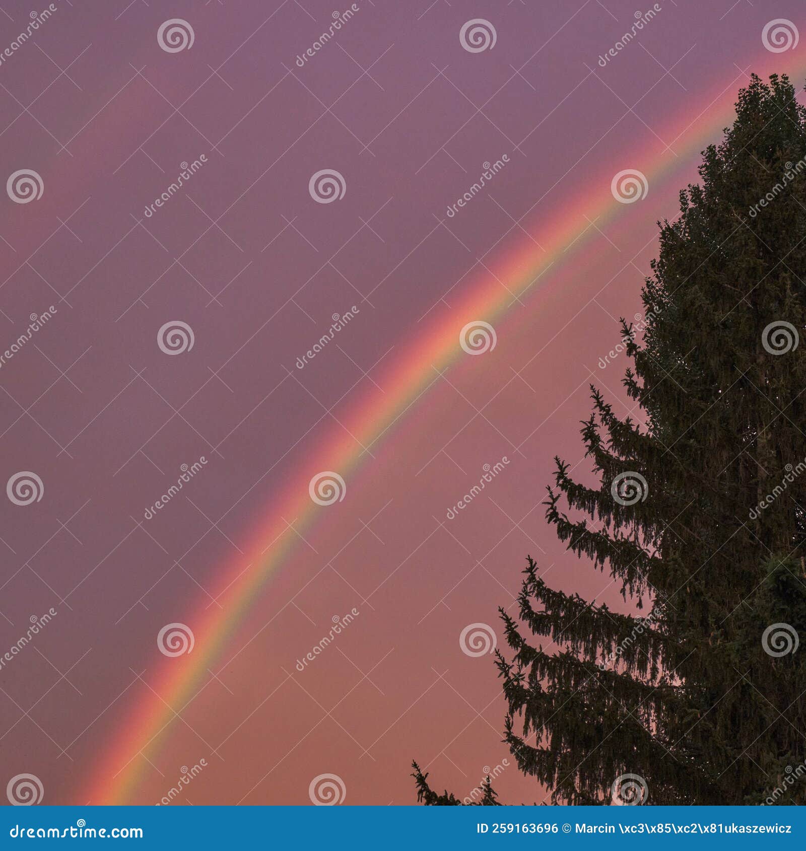 Rainbow Over the Tree, Square Stock Photo - Image of rainbow, rain ...