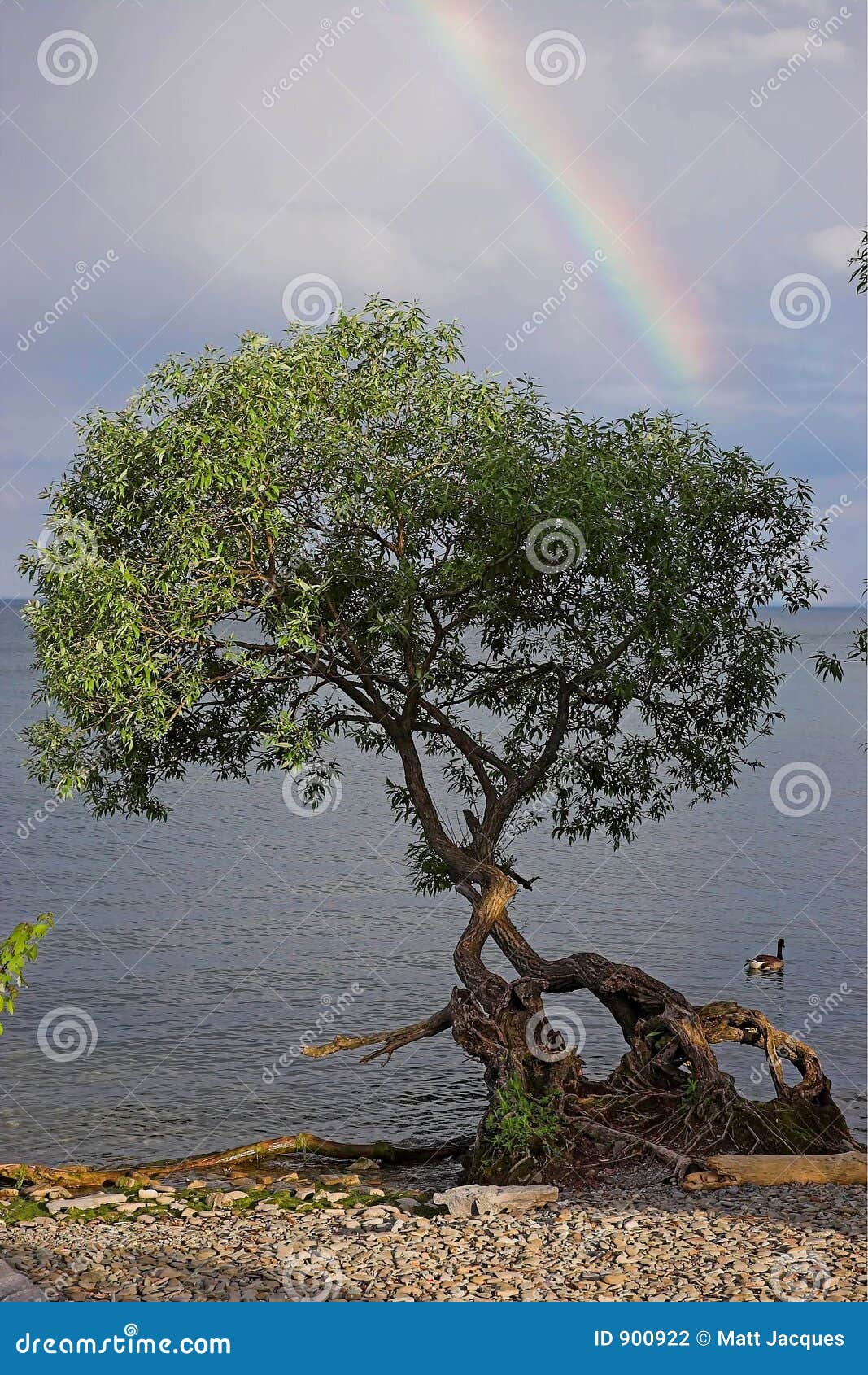 Rainbow over tree by lake stock photo. Image of rocks, pebbles - 900922