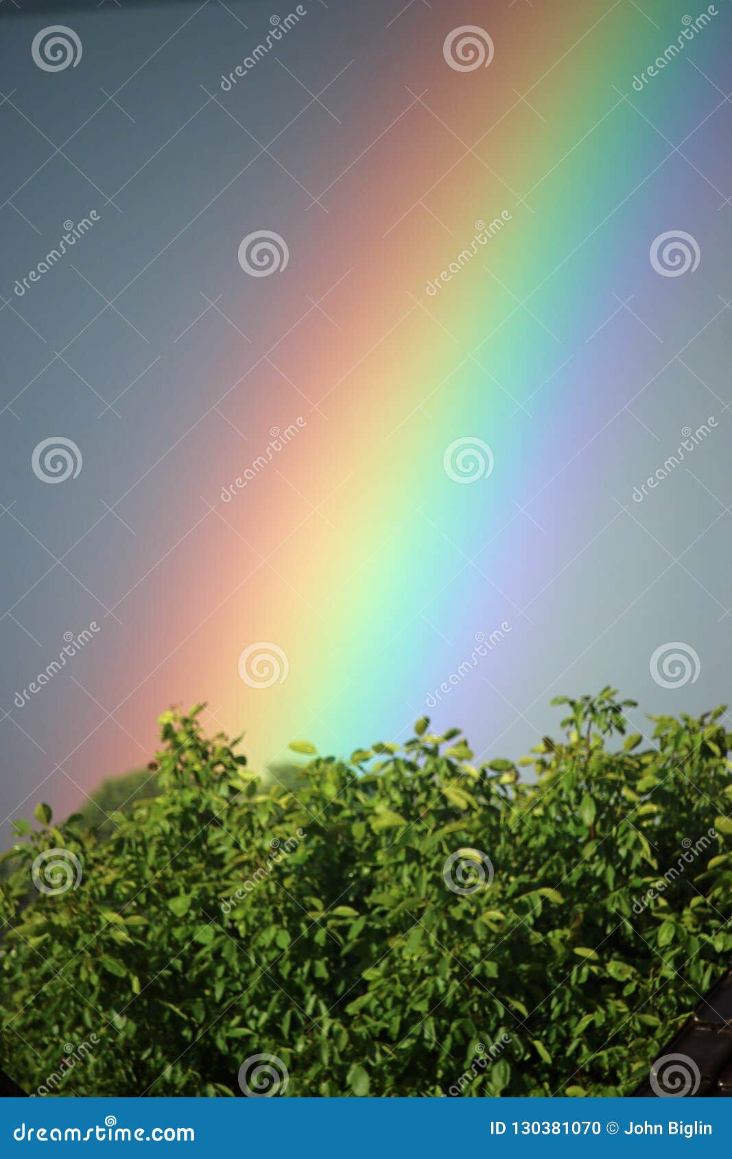Rainbow over trees stock photo. Image of rain, weather - 130381070