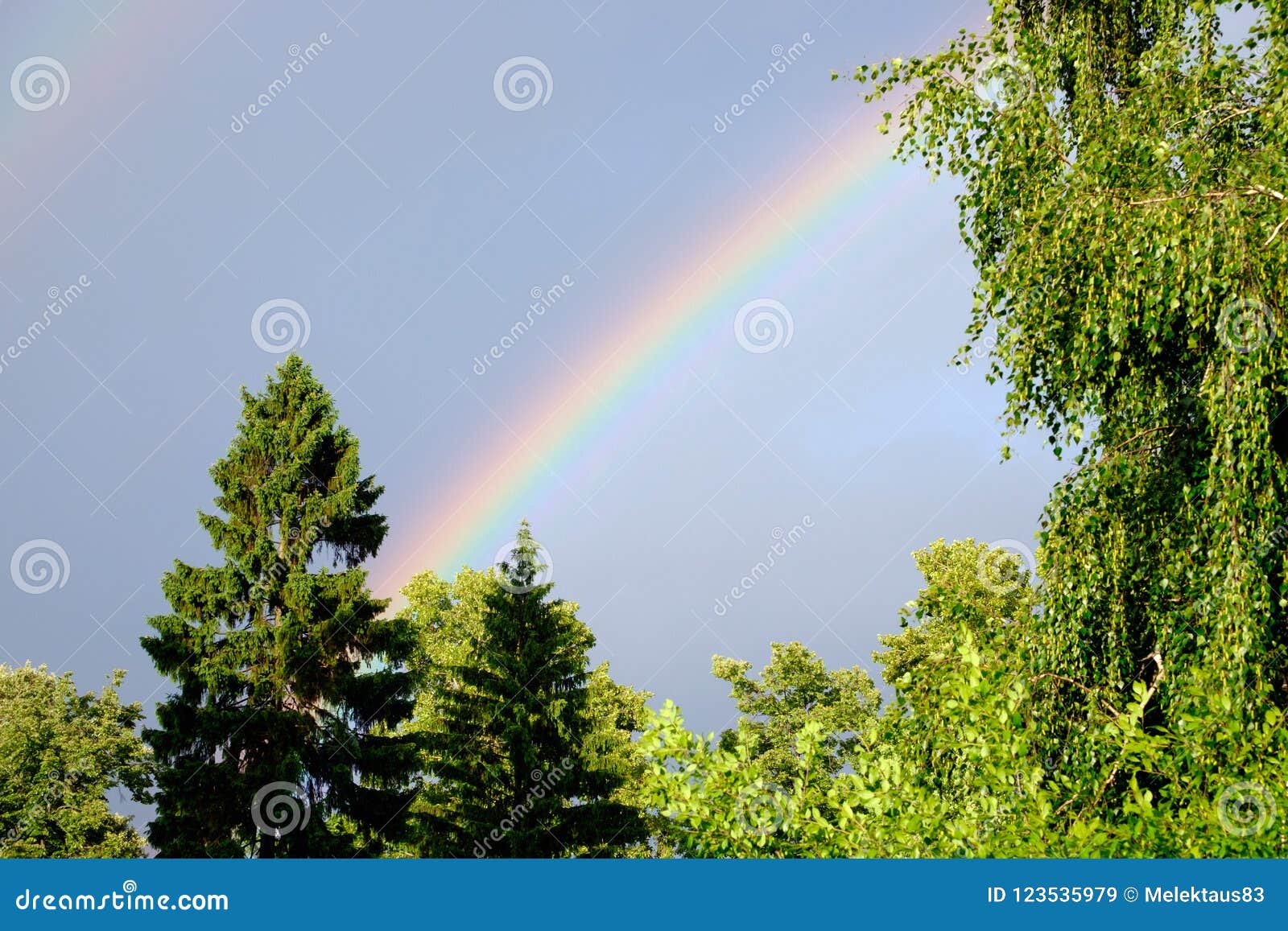 Rainbow over the trees stock image. Image of color, trees - 123535979