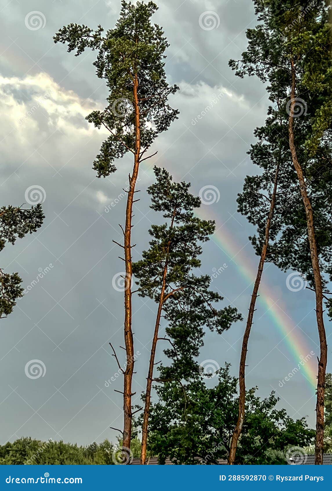 Rainbow, Over Trees and Village Buildings, in the Sky after the Rain ...