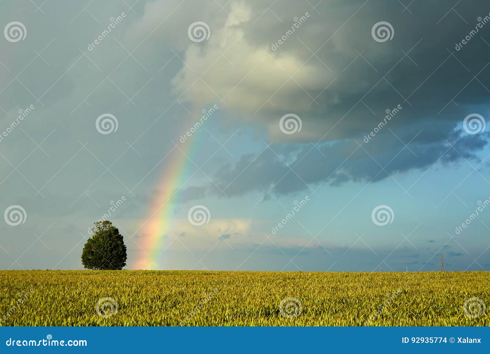Rainbow over wheat field stock photo. Image of nature - 92935774