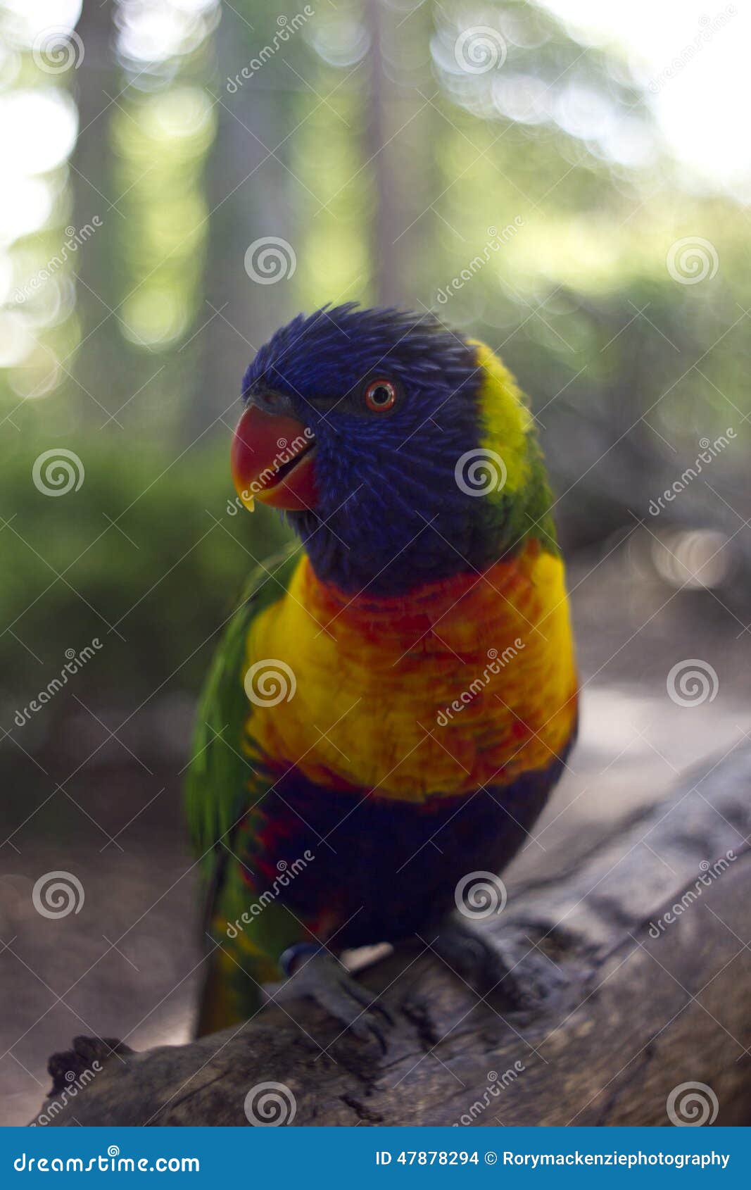 Rainbow Parakeet stock photo. Image of colors, green - 47878294