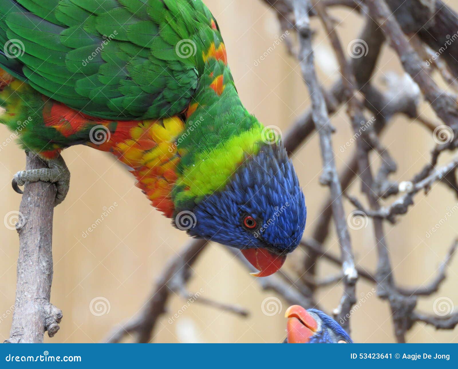 Rainbow parakeets in tree stock image. Image of tree - 53423641
