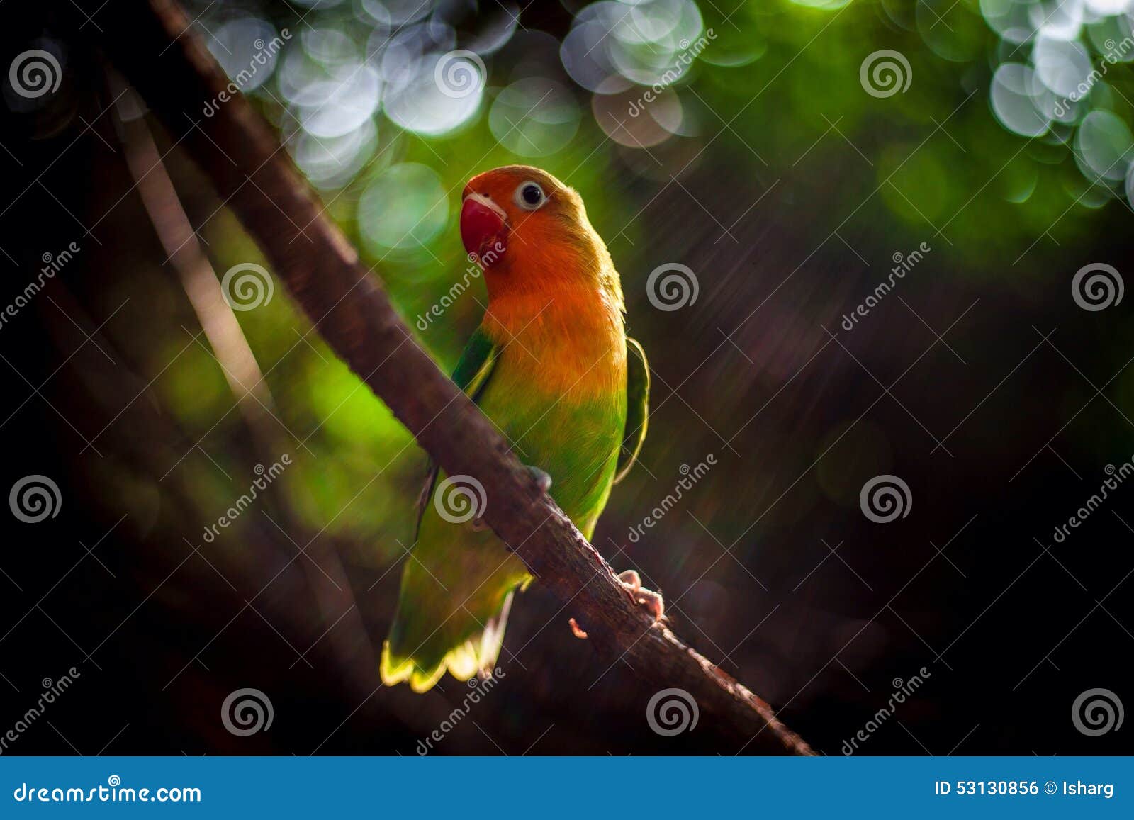Rainbow Parrot on Branch stock photo. Image of bird, parrot - 53130856