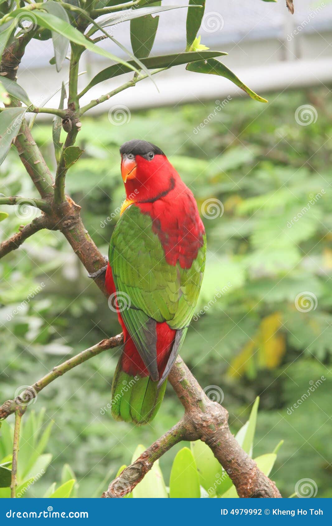 Rainbow Parrot Lori on a Rainforest Branch Stock Photo - Image of color ...