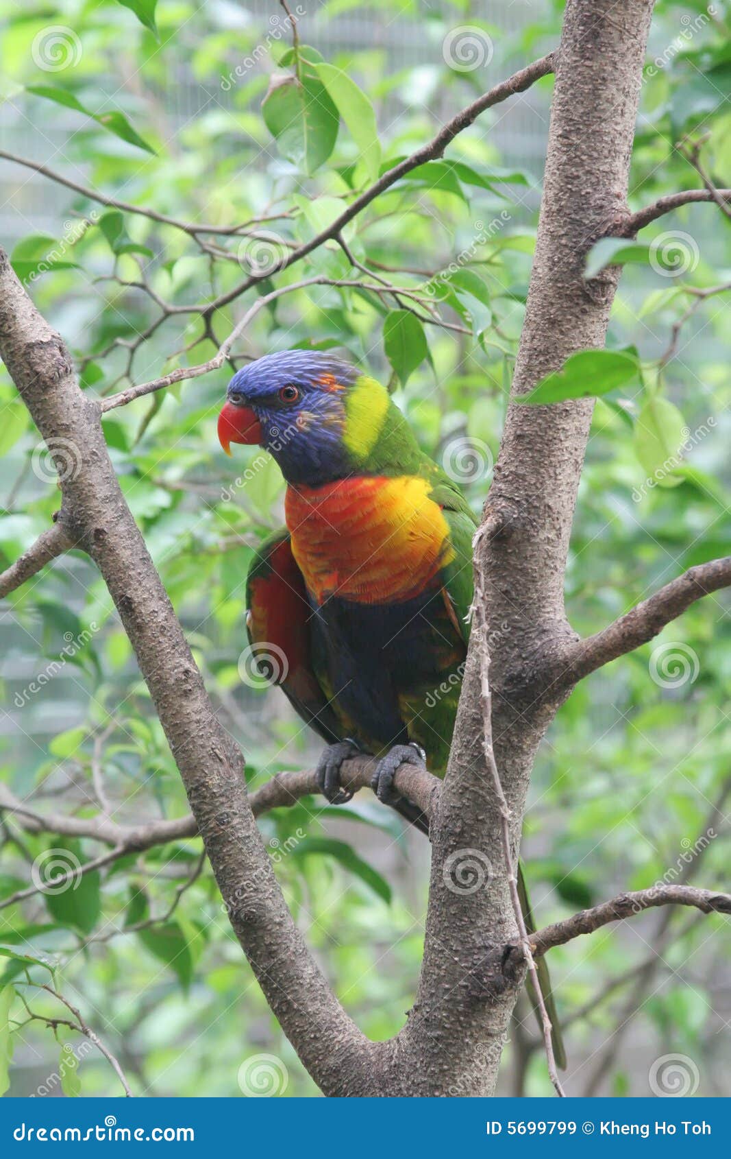 Rainbow Lori Trichoglossus Moluccanus Close-up Of Young Bird I Royalty ...
