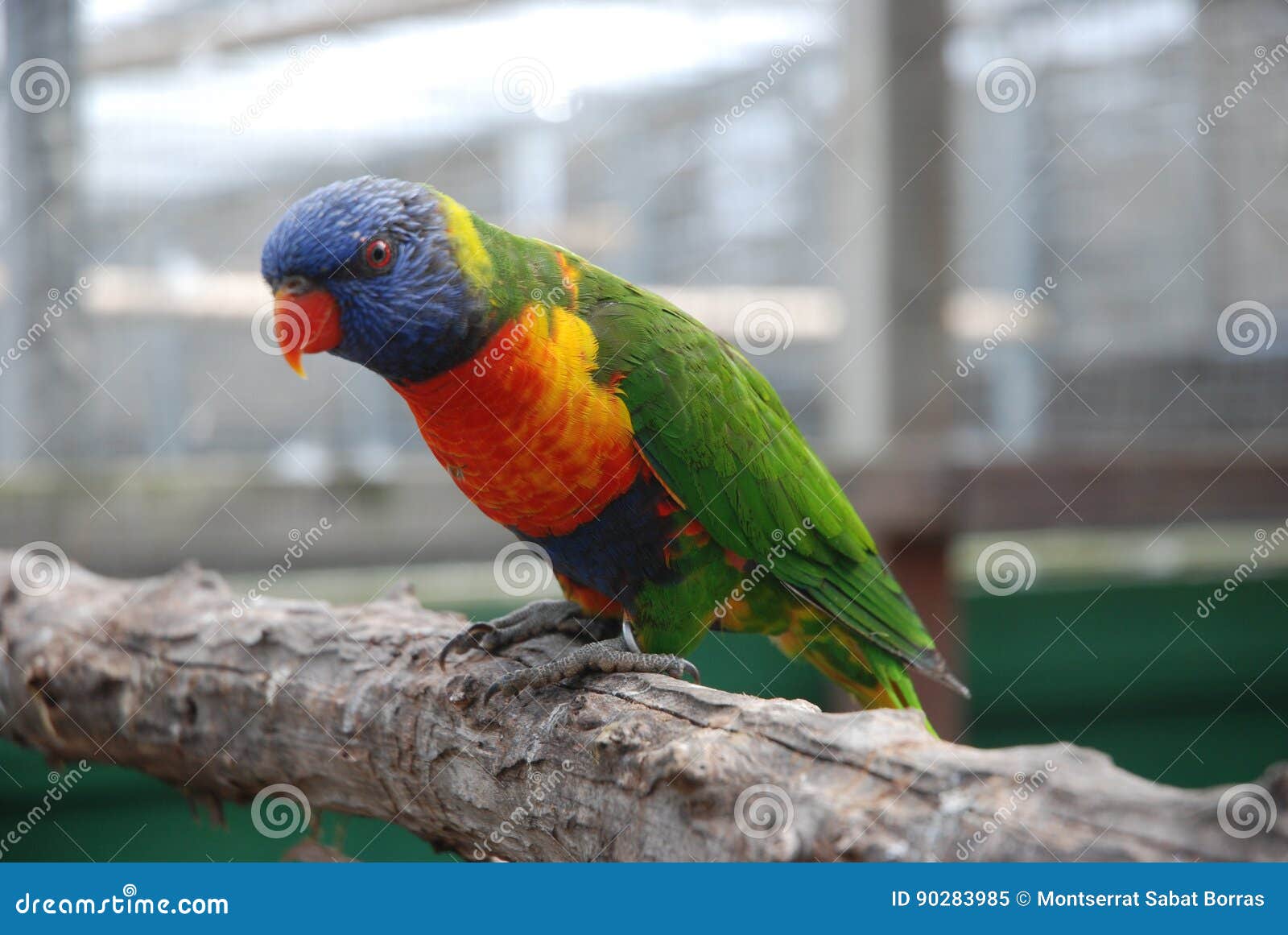 Rainbow parrot stock image. Image of attentive, feathers - 90283985