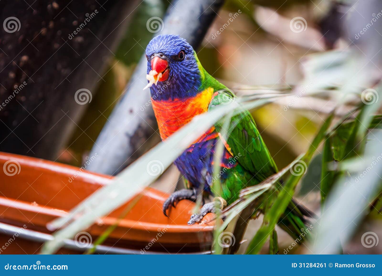 Rainbow parrot stock image. Image of haematodus, paradise - 31284261
