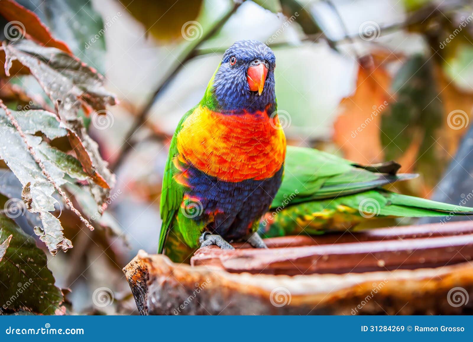 Rainbow parrot stock image. Image of brilliant, jungle - 31284269