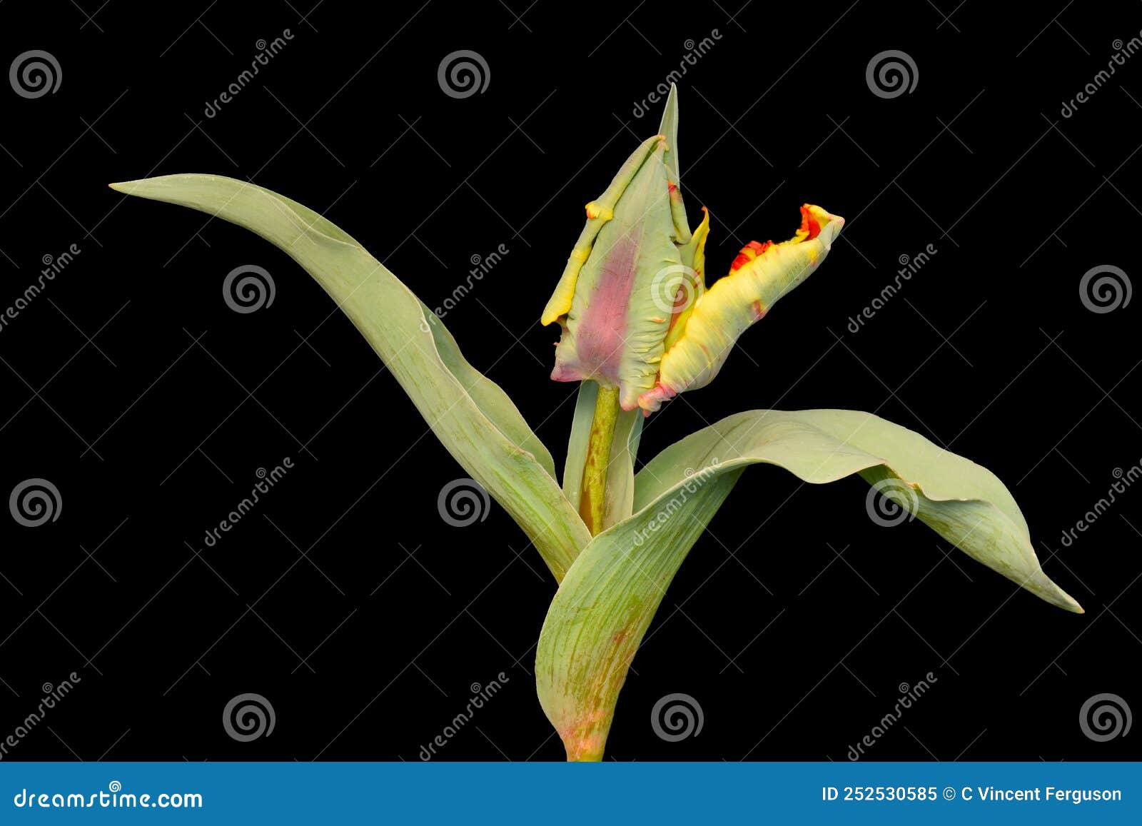 Dragon Tulip Flower Rainbow Parrot 01 Stock Image - Image of stigma ...