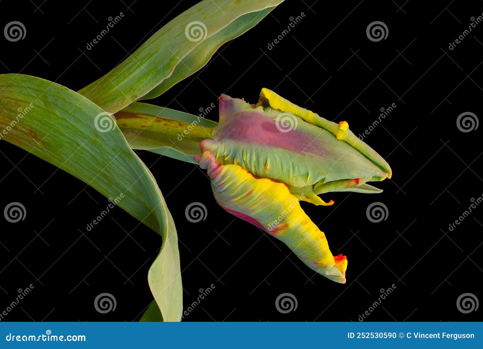 Dragon Tulip Flower Rainbow Parrot 04 Stock Photo - Image of stigma ...