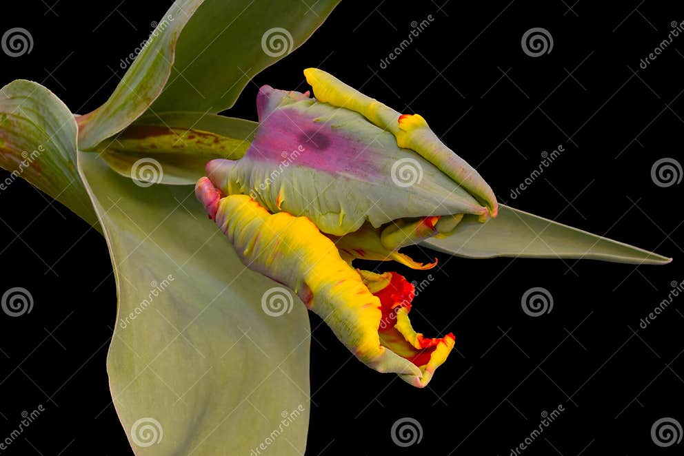 Dragon Tulip Flower Rainbow Parrot 07 Stock Photo - Image of stigma ...